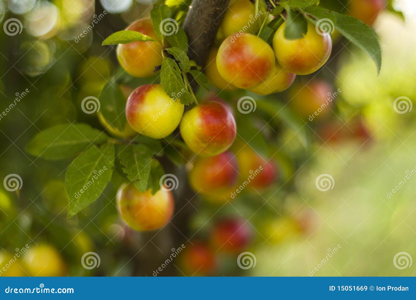 Pruimen stock afbeelding. Image of bladeren, onrijp, pruimen - 15051669