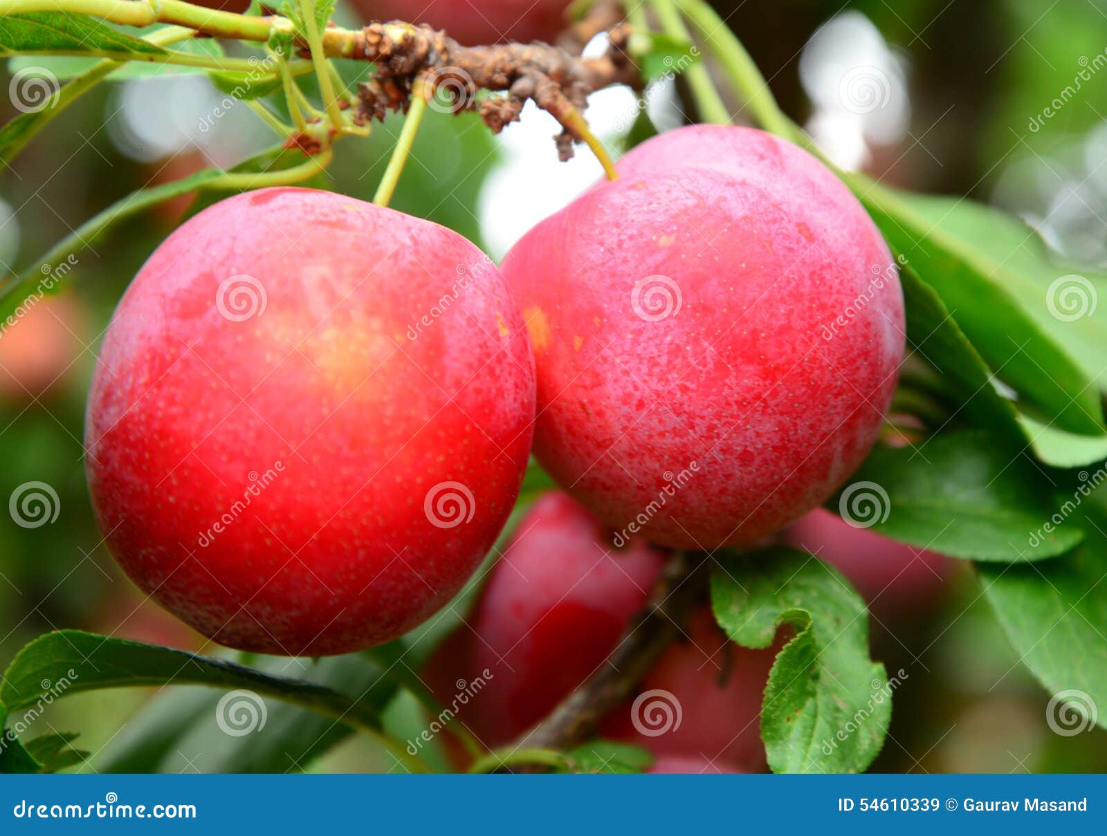 Pruimen stock afbeelding. Image of pruim, bomen, boomgaard - 54610339
