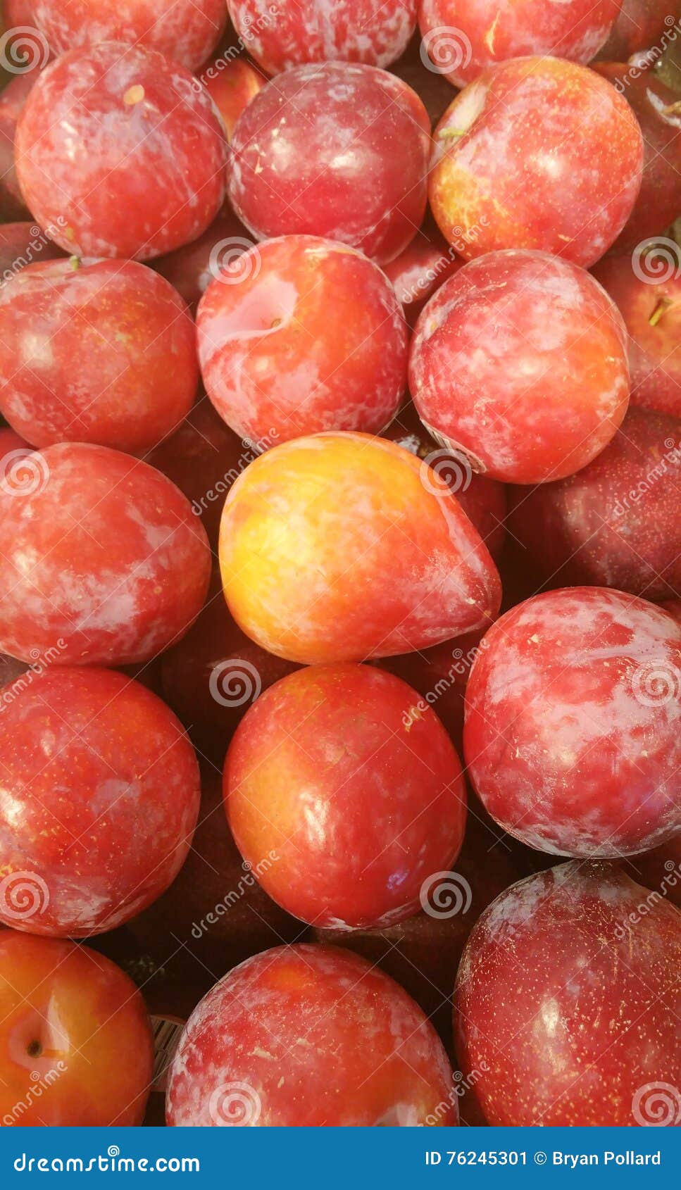 Pruimen stock afbeelding. Image of rood, vers, geel, markt - 76245301