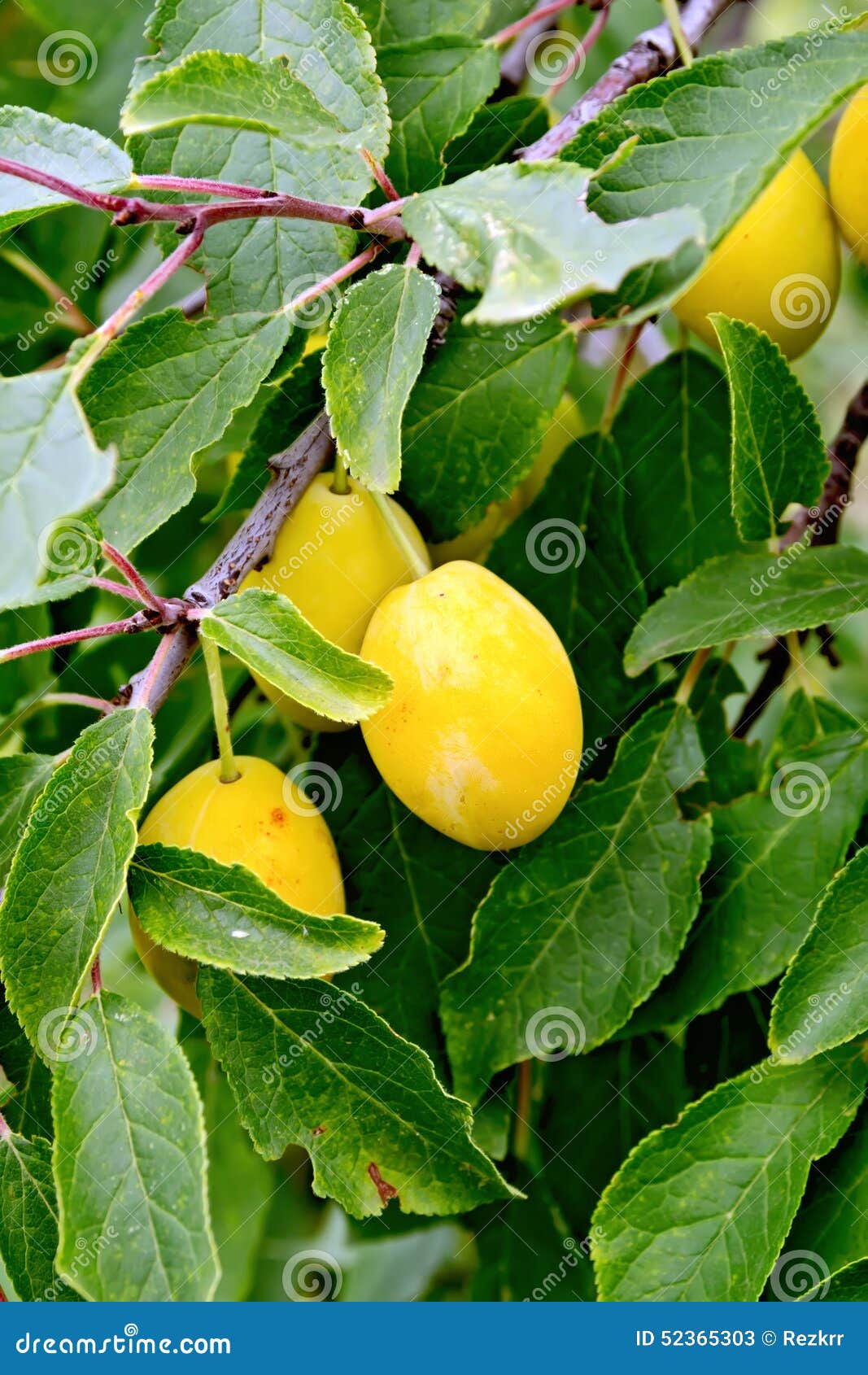 Pruimen geel op boomtak stock afbeelding. Image of groot - 52365303