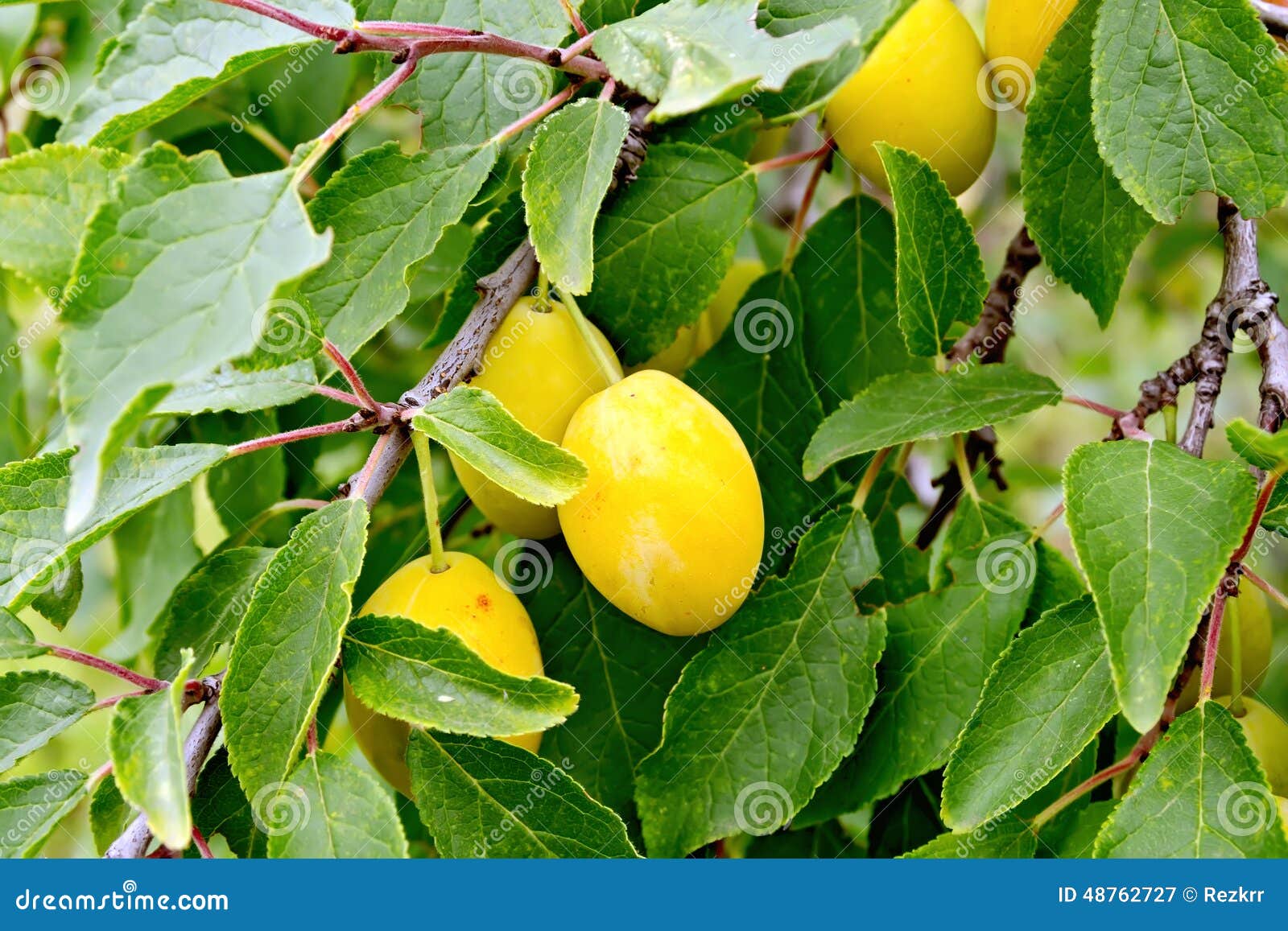Pruimen Geel Op Tak Met Bladeren Stock Afbeelding - Image of boom ...