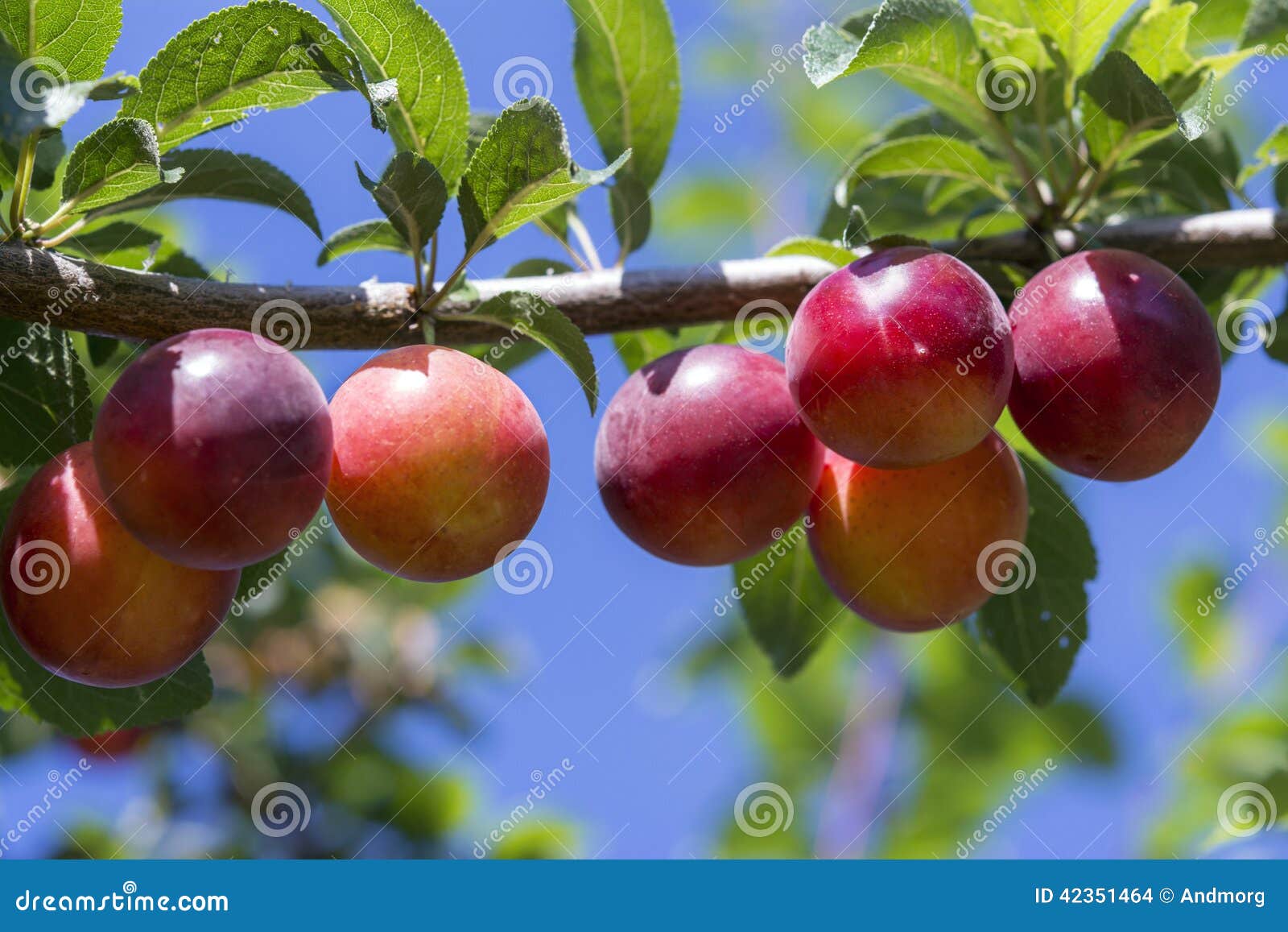 Pruimen op de boom stock foto. Image of voedingsmiddelen - 42351464