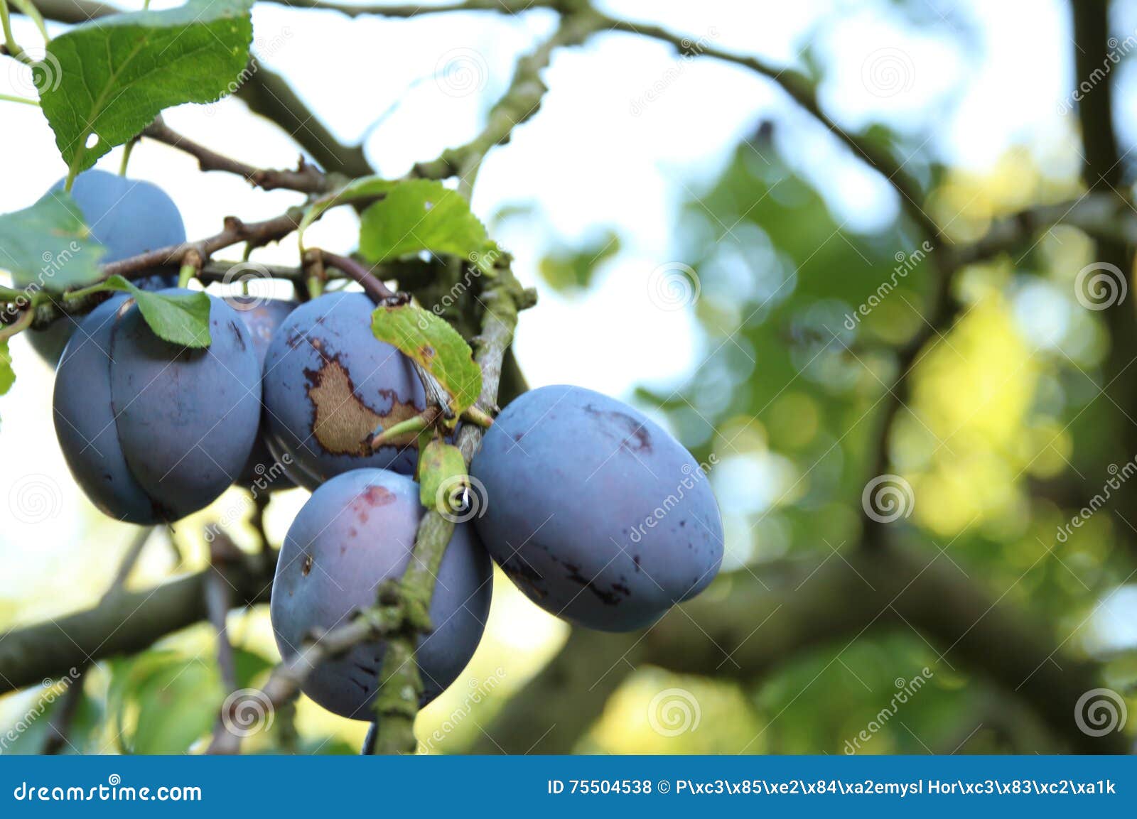 Pruimen op de boom stock foto. Image of samen, organisch - 75504538