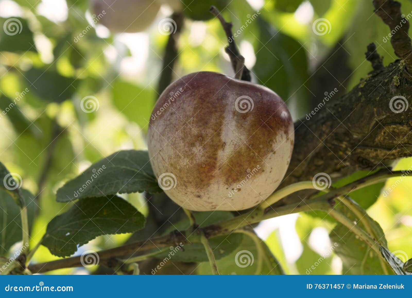 Pruimen op de boom stock afbeelding. Image of nave, organisch - 76371457