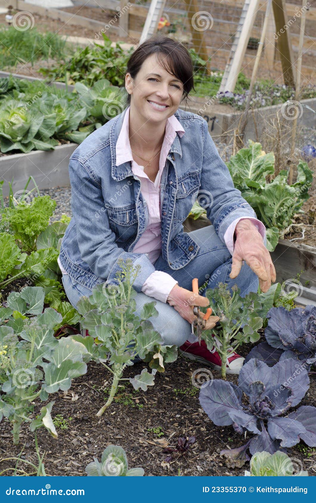 Prune stock photo. Image of farm, nature, gardening, growing - 23355370