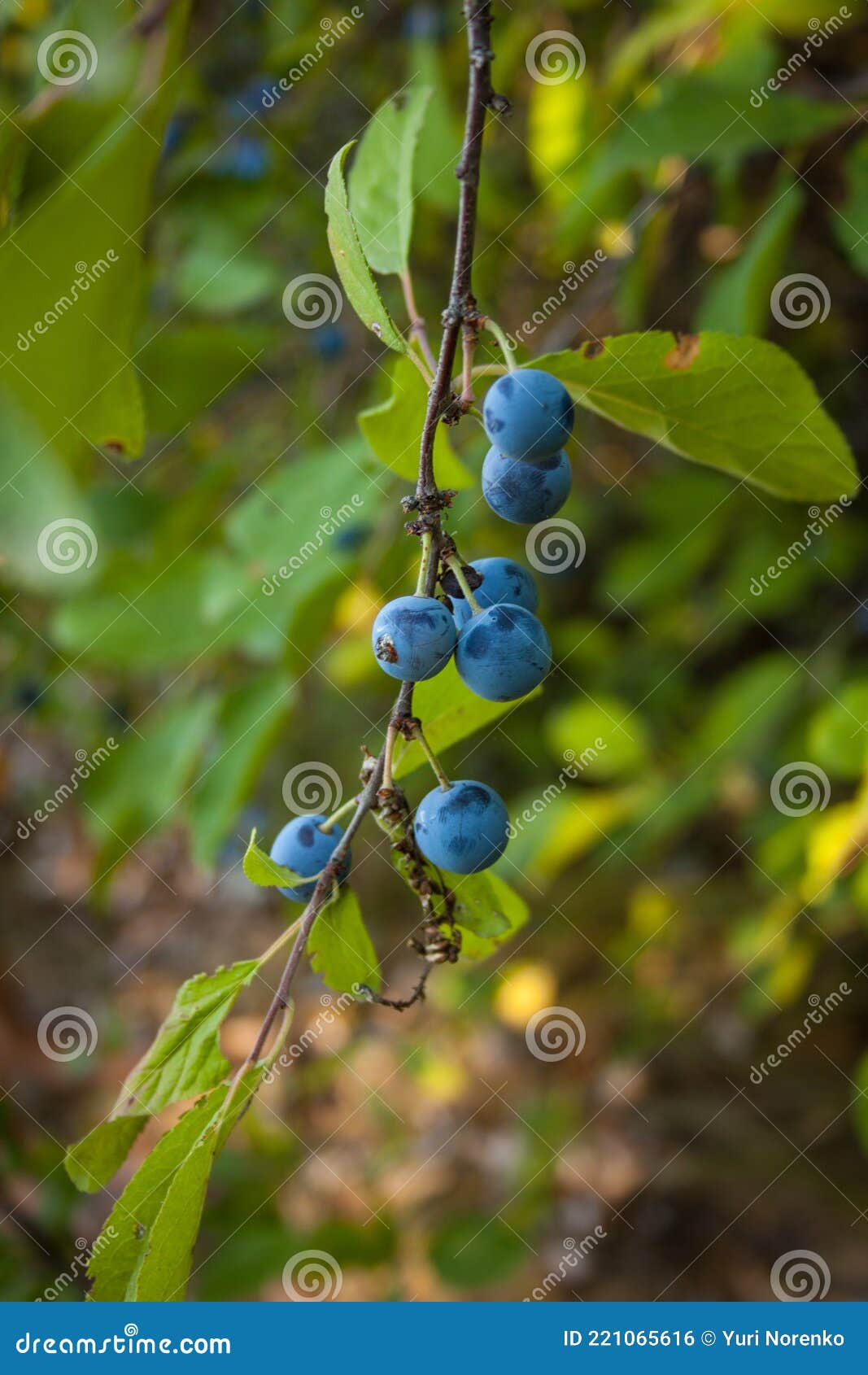 Prune berries on a branch stock photo. Image of tree - 221065616