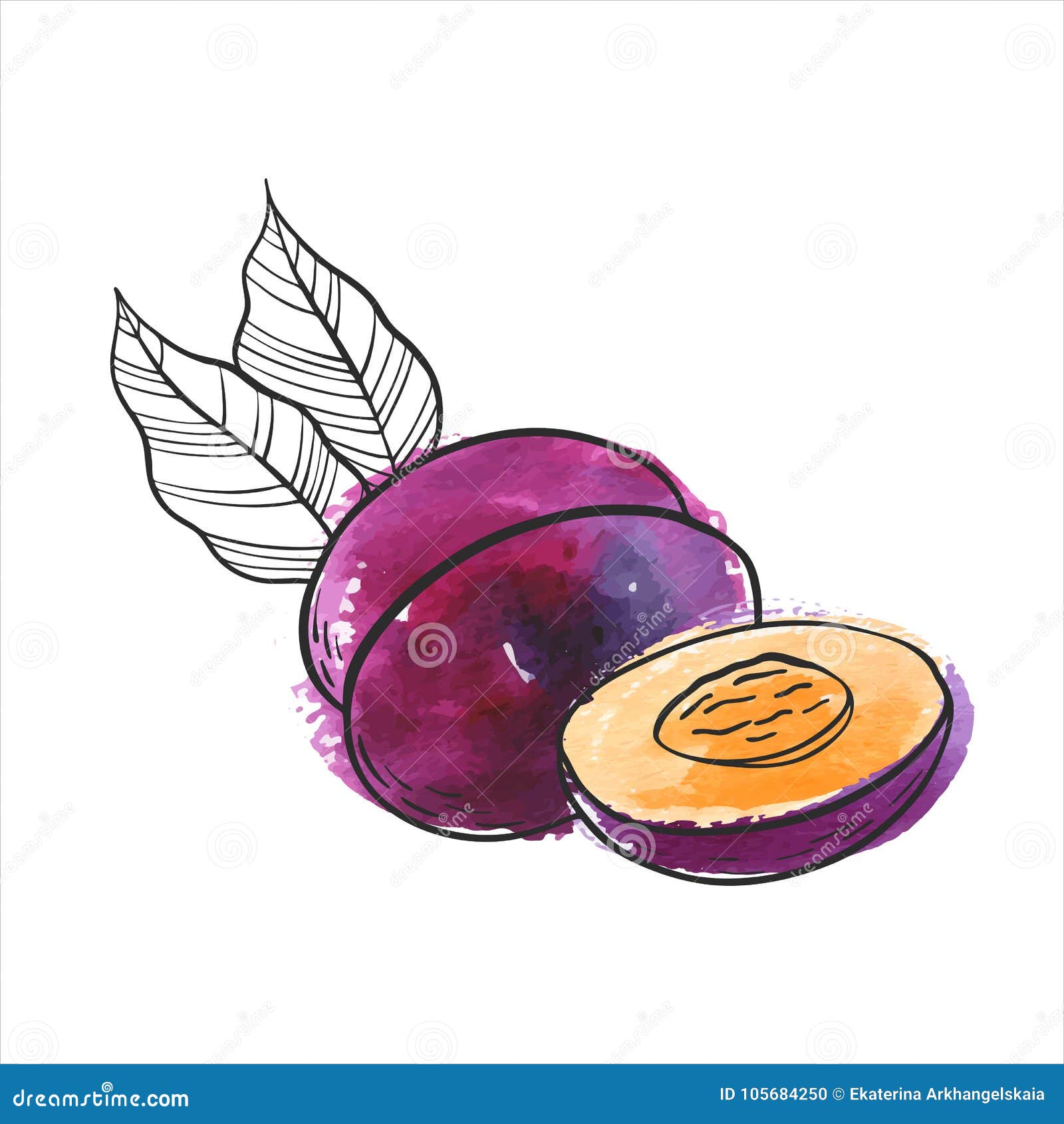 Prune de dessin de vecteur illustration de vecteur. Illustration du ...