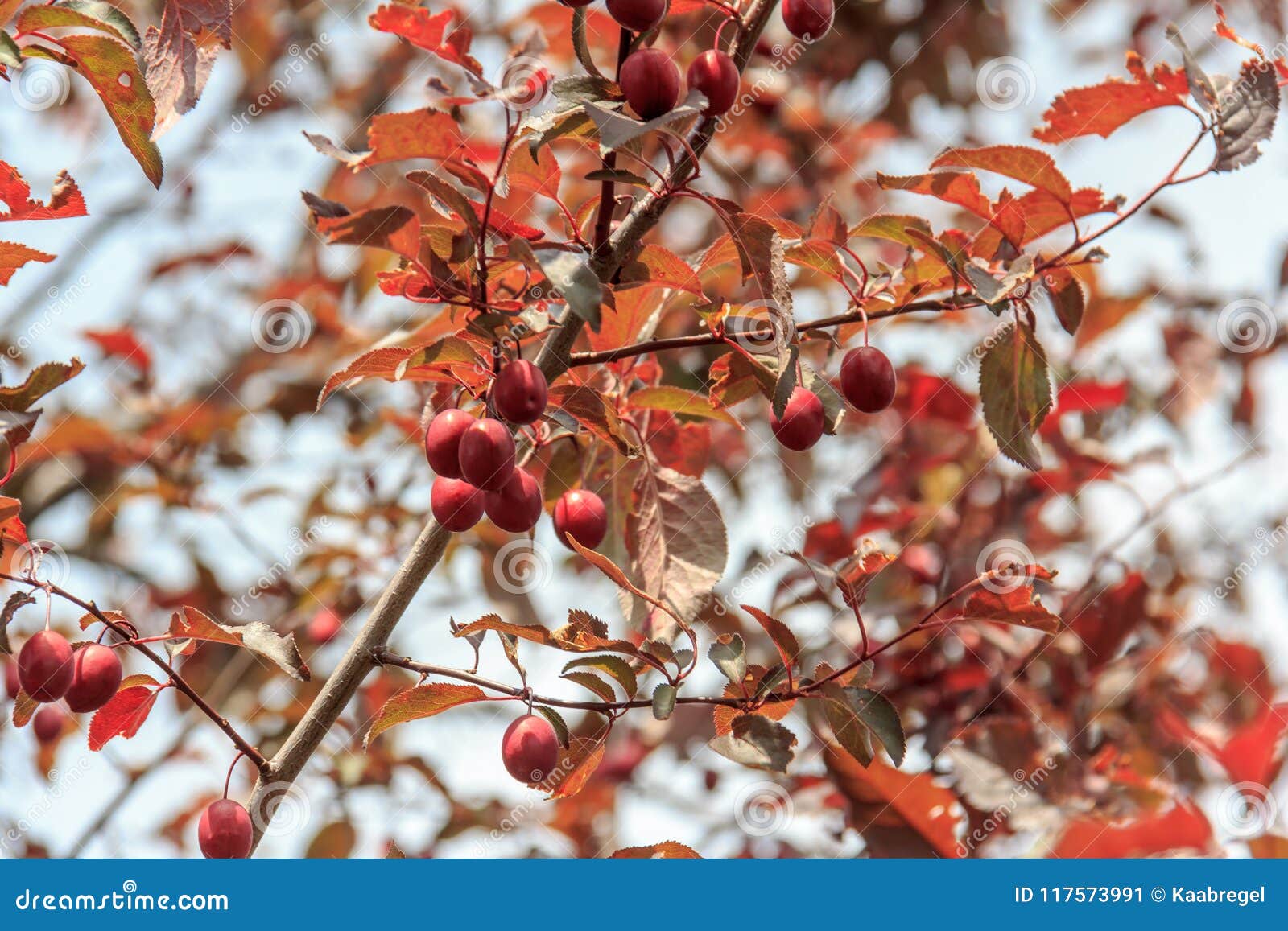 Prune De Pissard Ou Prune Rouge-leaved Image stock - Image du lame ...