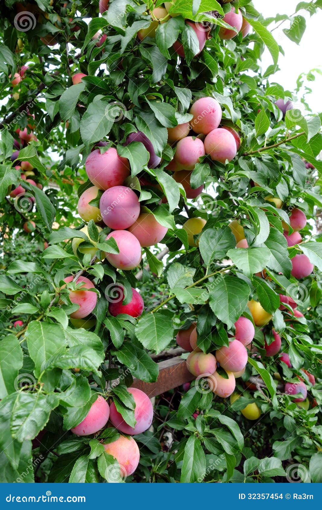 Prune De Rouge D'arbre Fruitier Photo stock - Image du manger, plomb ...