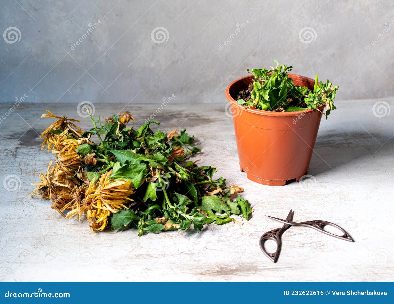 Prune a Dead Flower in a Pot Stock Photo - Image of decay, withering ...