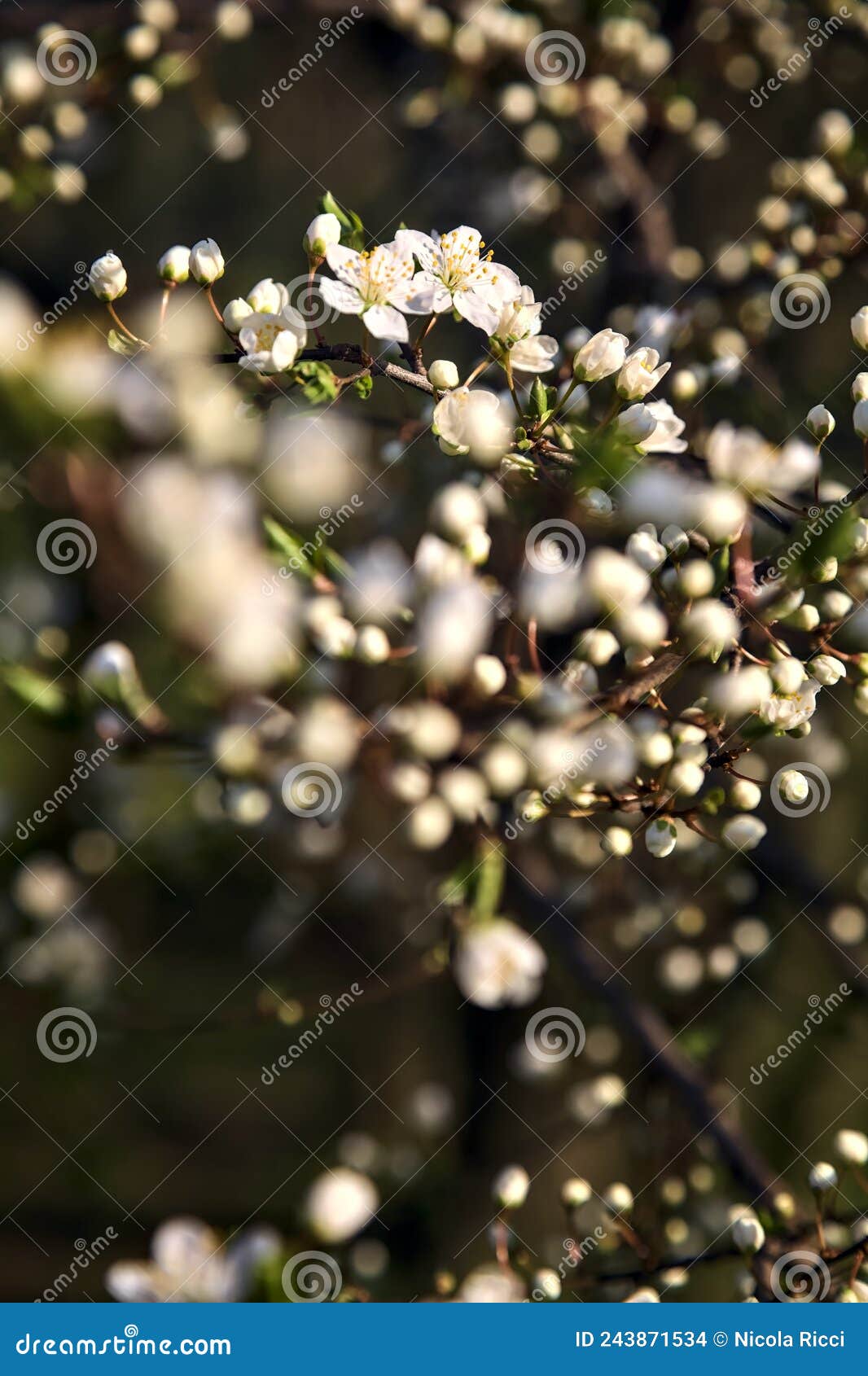 Prune en fleur vue proche photo stock. Image du beau - 243871534