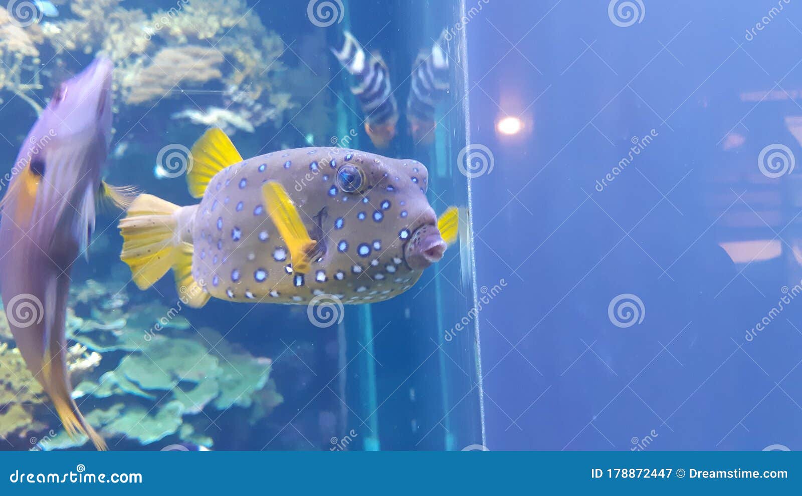 Prune fish underwater stock image. Image of aquarium - 178872447