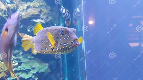 Prune fish underwater stock image. Image of aquarium - 178872447