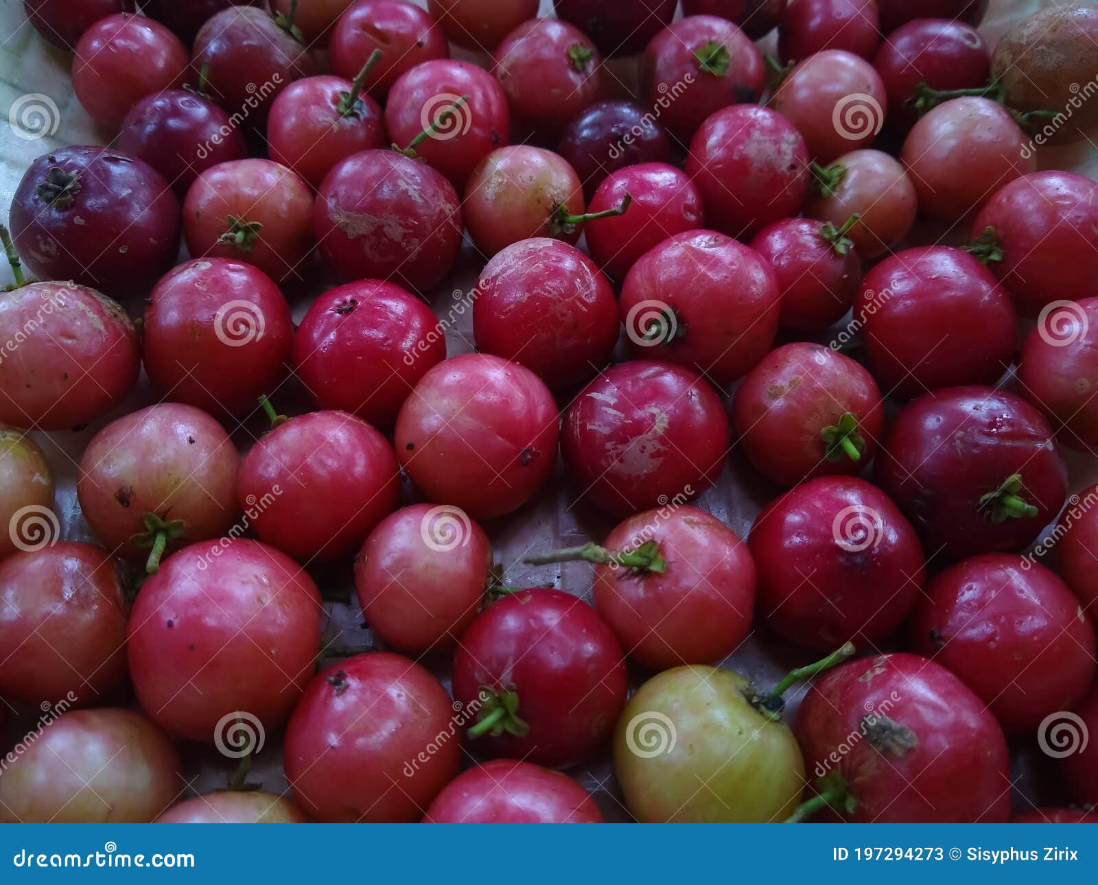 Prune Indienne & # X28 De Café ; Flacourtia Jangomas & # X29 ; Image ...