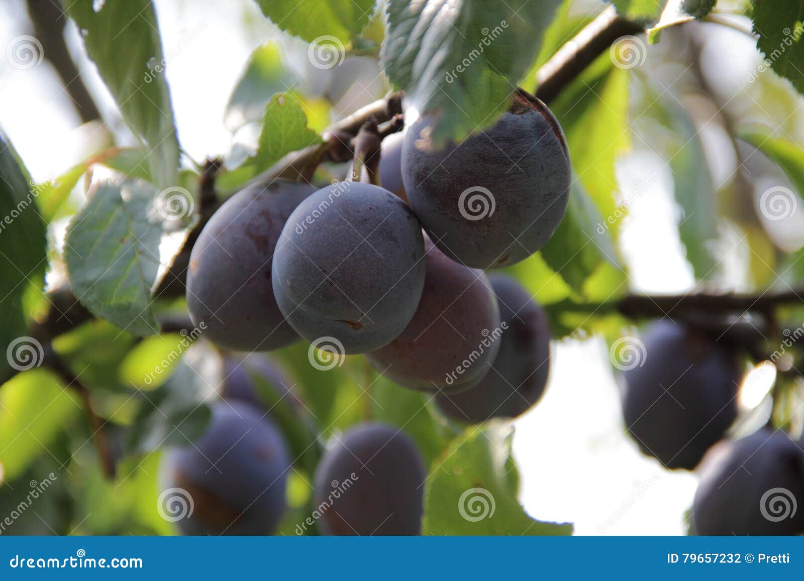 Prune Mûre Sur La Branche D'un Prunier Photo stock - Image du automne ...