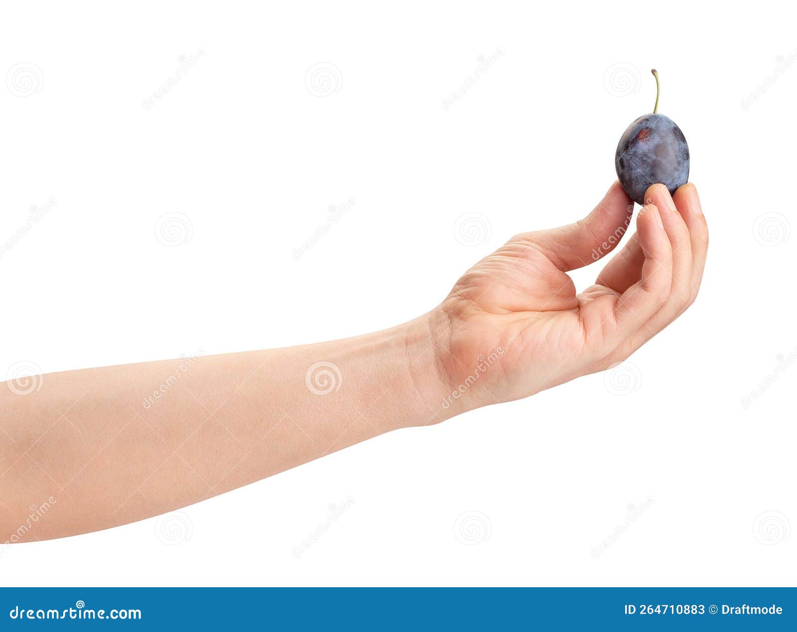 Prune plums in hand stock image. Image of hand, vivid - 264710883