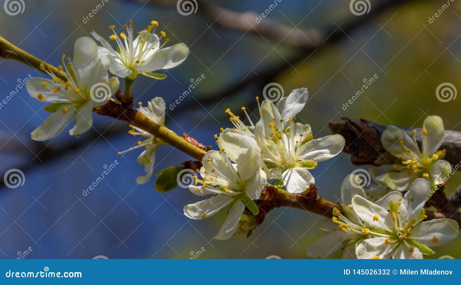 Prune tree blossom stock photo. Image of tree, petals - 145026332