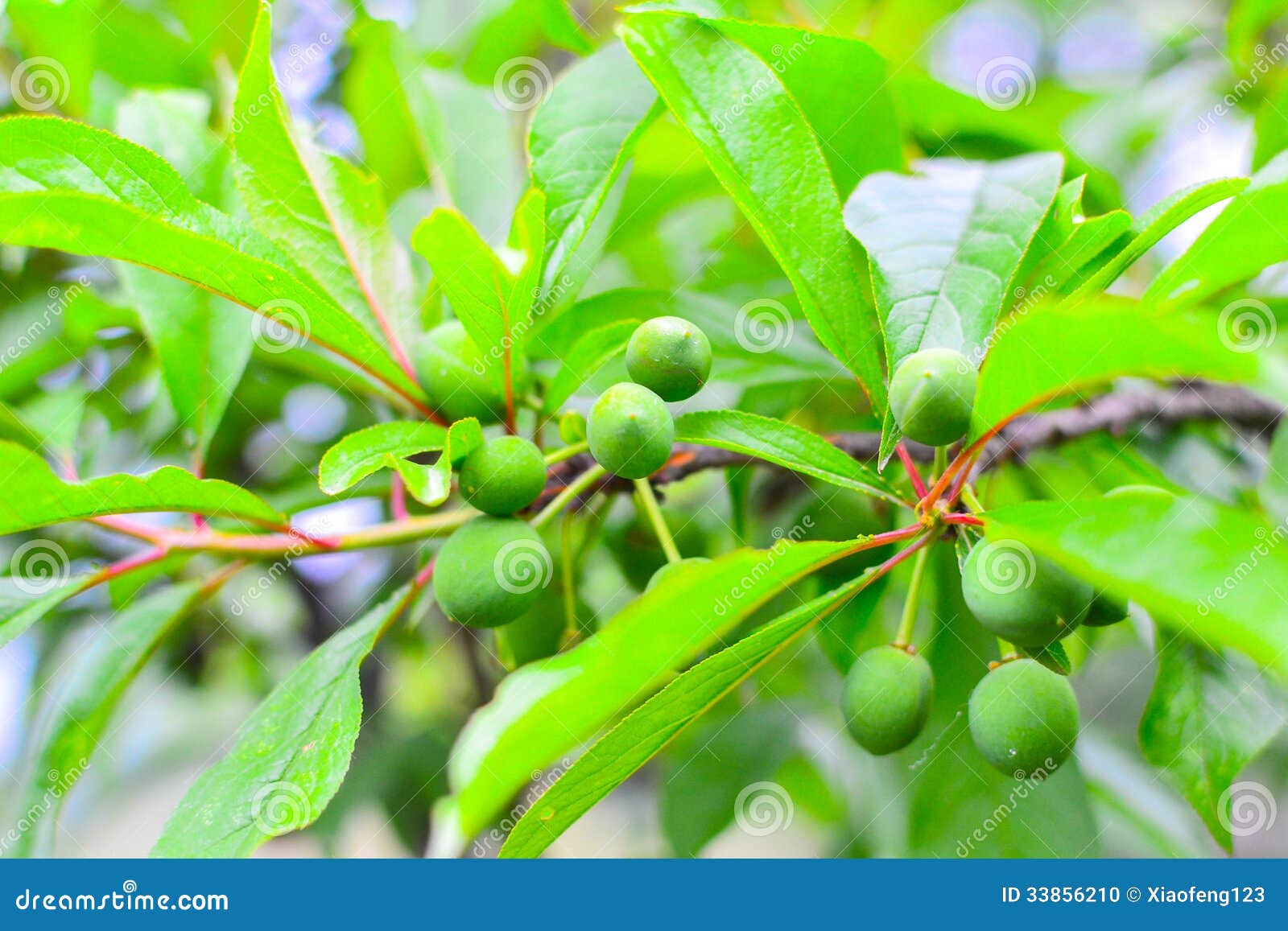 Prune verte photo stock. Image of frais, groupe, vert - 33856210