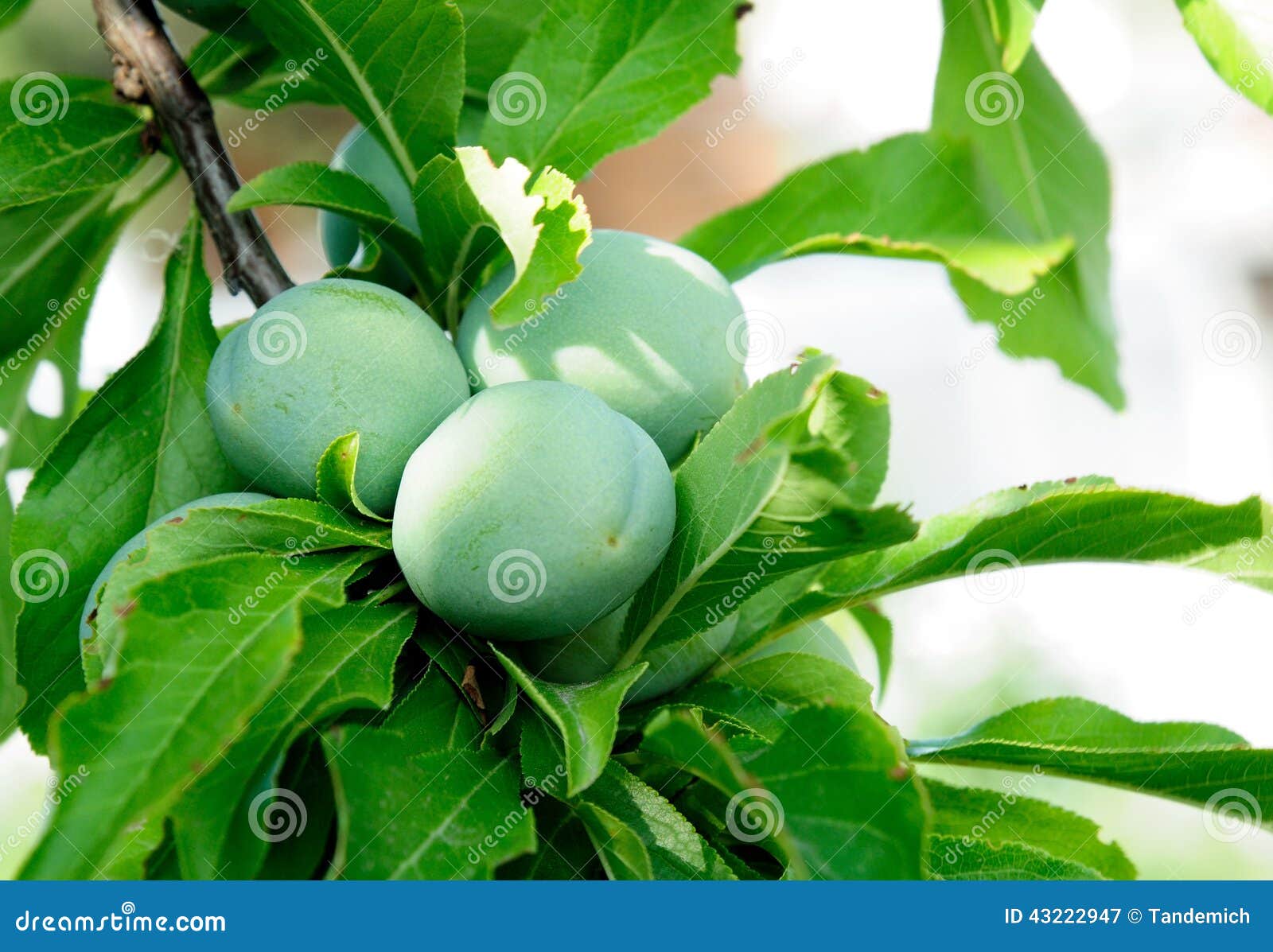 Prune verte sur la branche image stock. Image du extérieur - 43222947