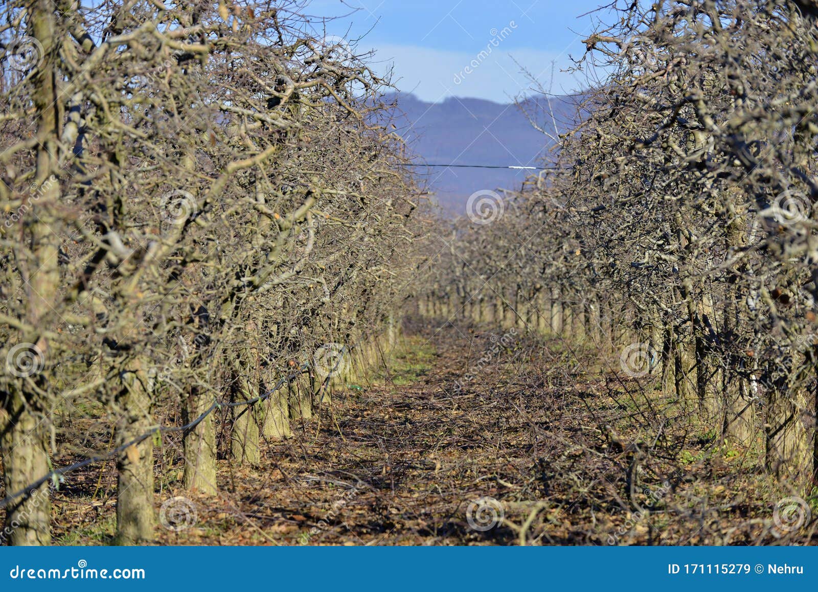 Pruned Apple Orchard Trees in Winter Stock Image - Image of gardener ...