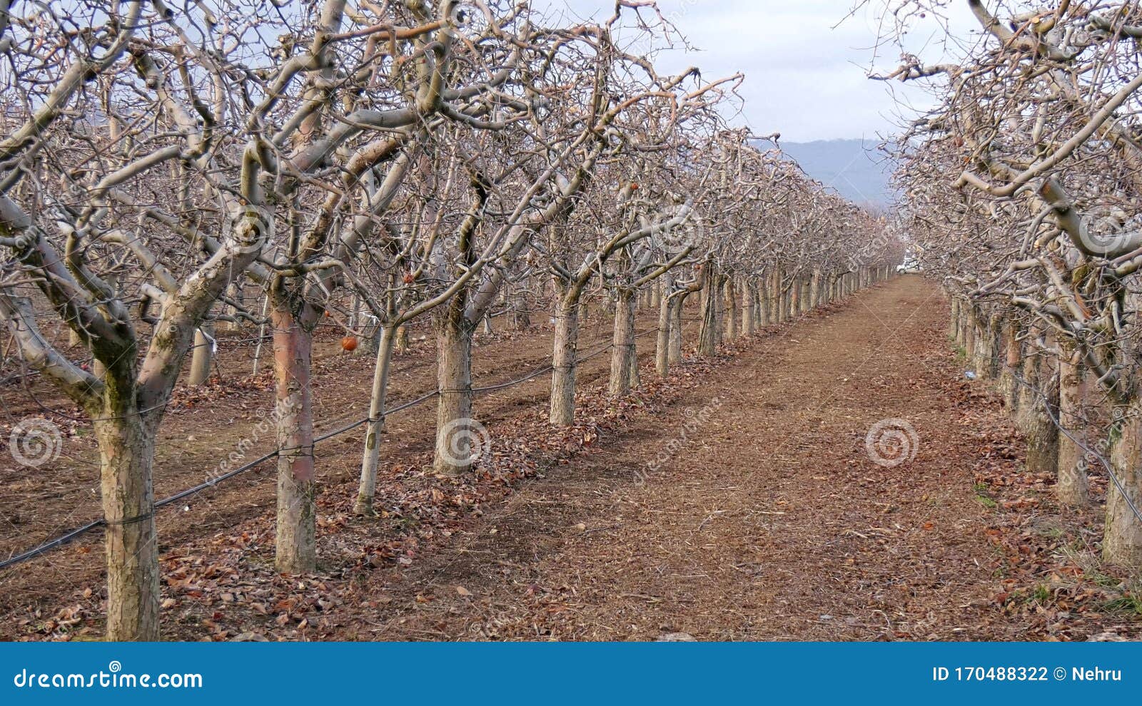 Pruned Apple Orchard in Winter Stock Photo - Image of pruned ...