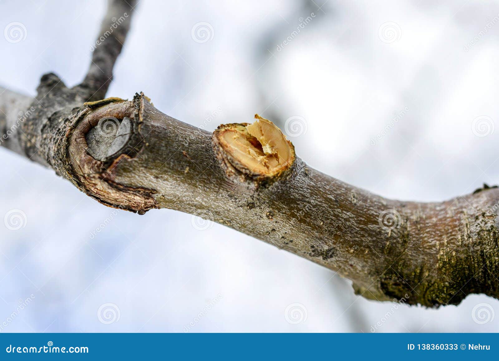 Pruned Apple Tree in Winter Stock Image - Image of february, winter ...
