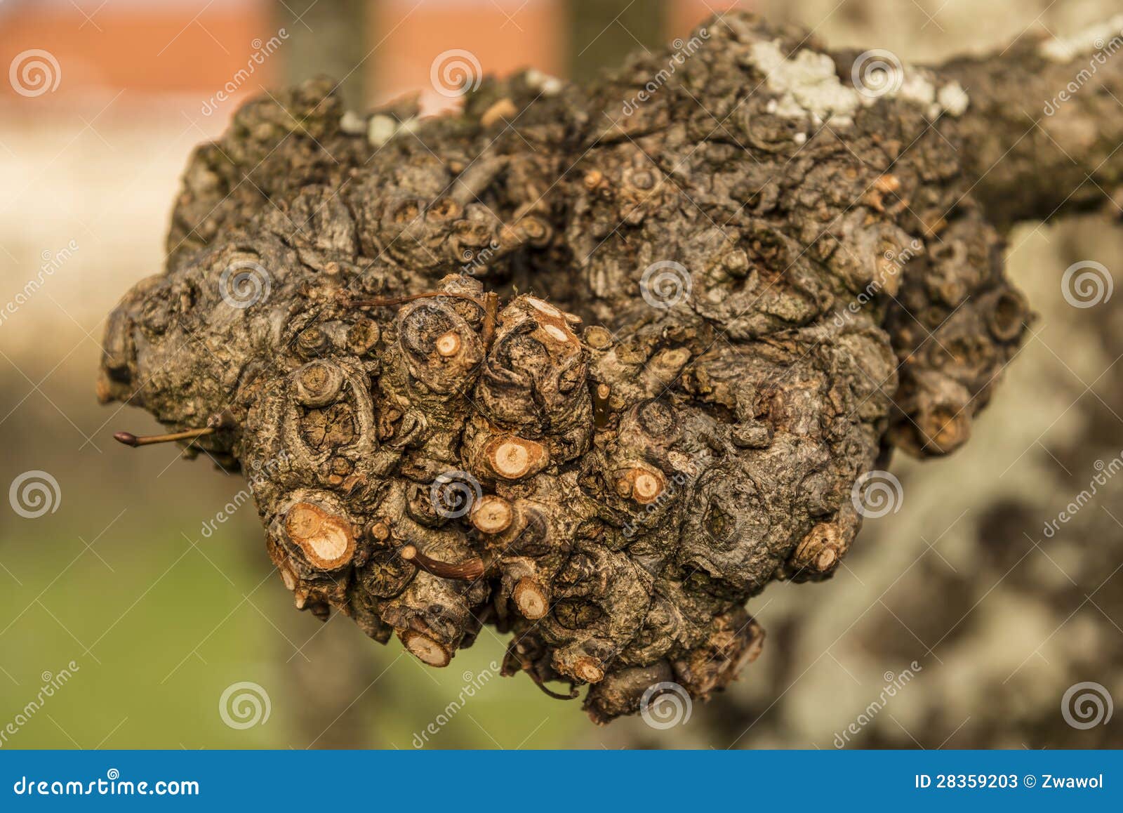 Pruned branch of a tree stock image. Image of nature - 28359203