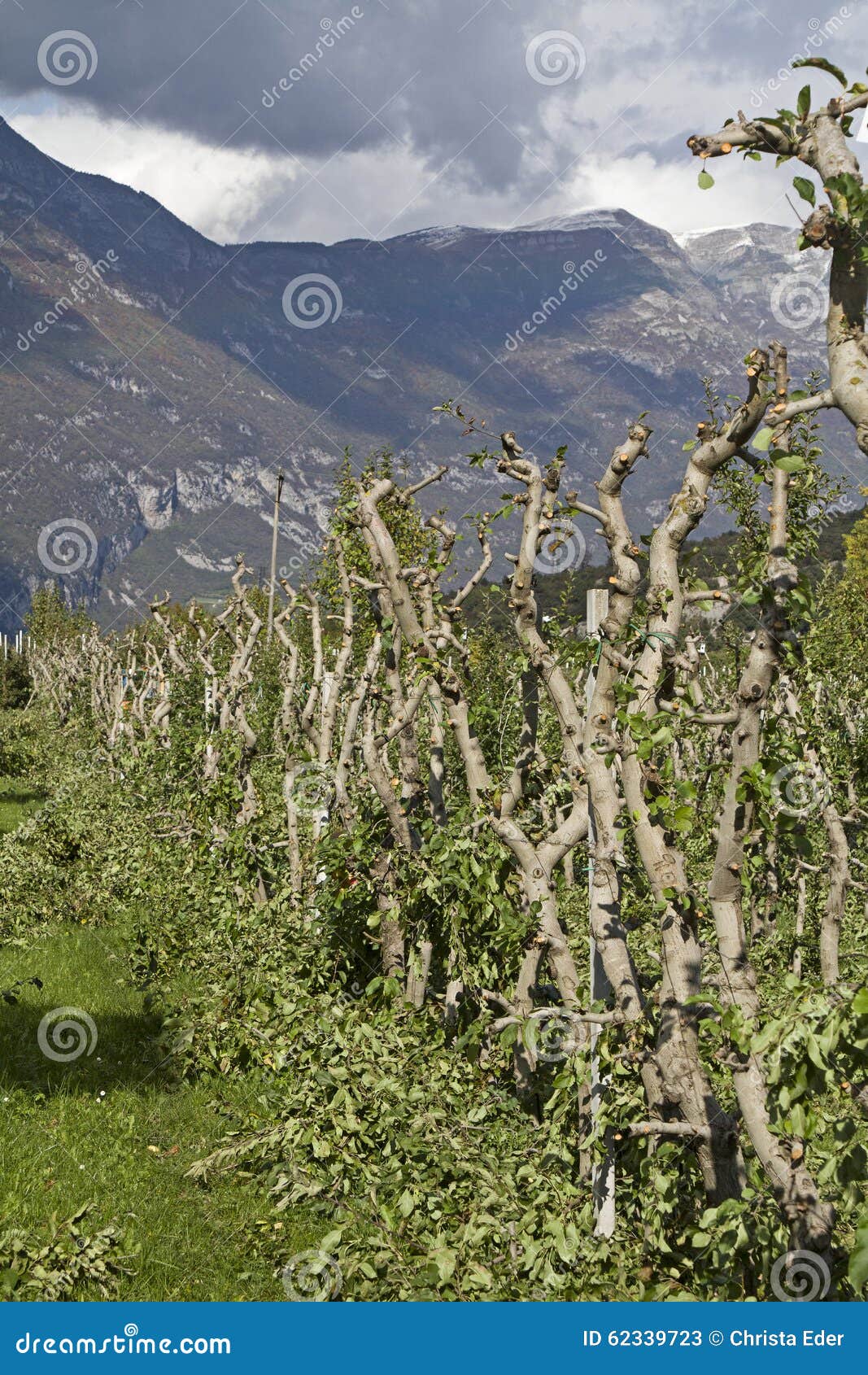 Pruned fruit trees stock image. Image of espalier, agriculture - 62339723