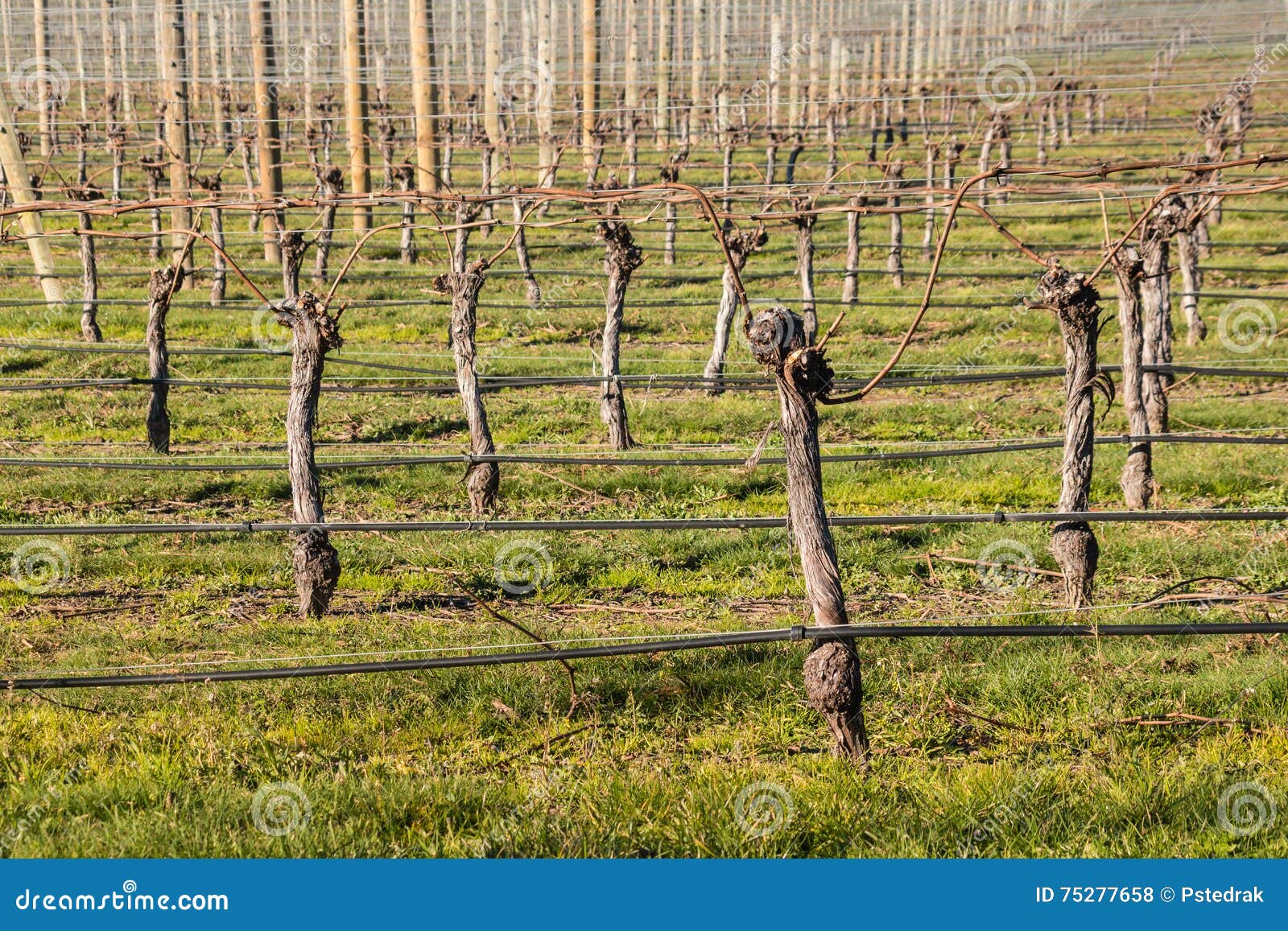 Pruned Grapevine Trunks in Vineyard at Early Spring Stock Photo - Image ...