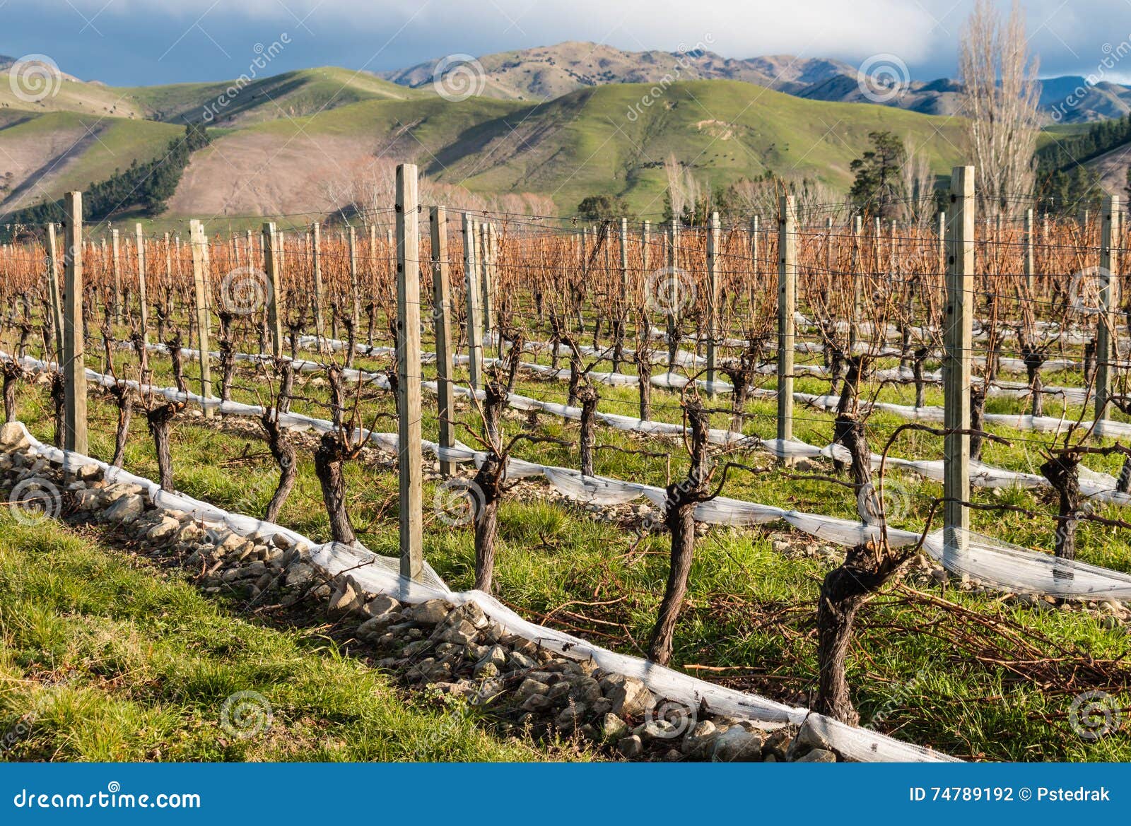 Pruned Grapevine in Vineyard Stock Photo - Image of trellis, autumn ...