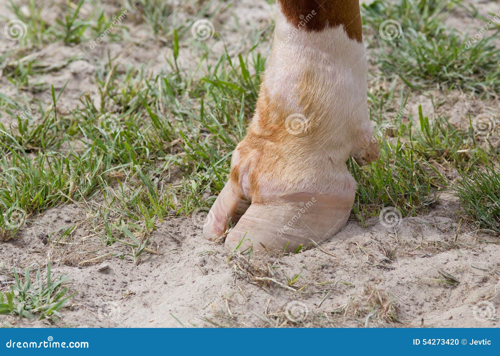 Pig Hoof Stock Image | CartoonDealer.com #15657511