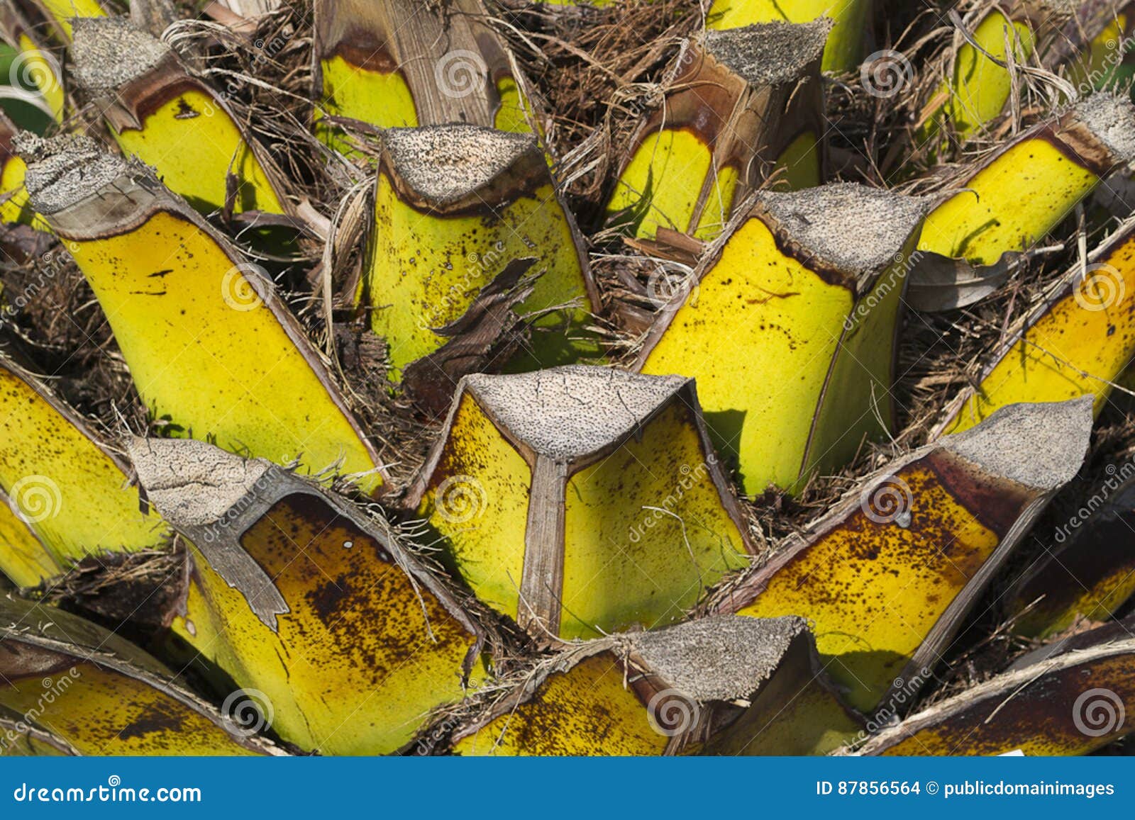 Pruned Palm Tree Tunk Picture. Image: 87856564