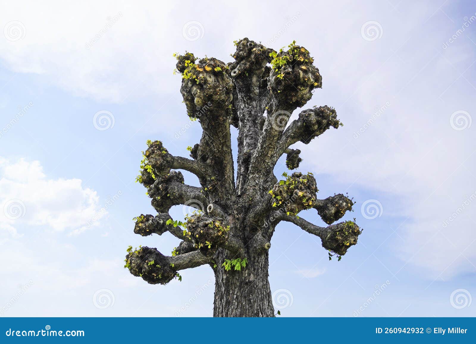 Pruned plane tree. stock photo. Image of spring, wood - 260942932