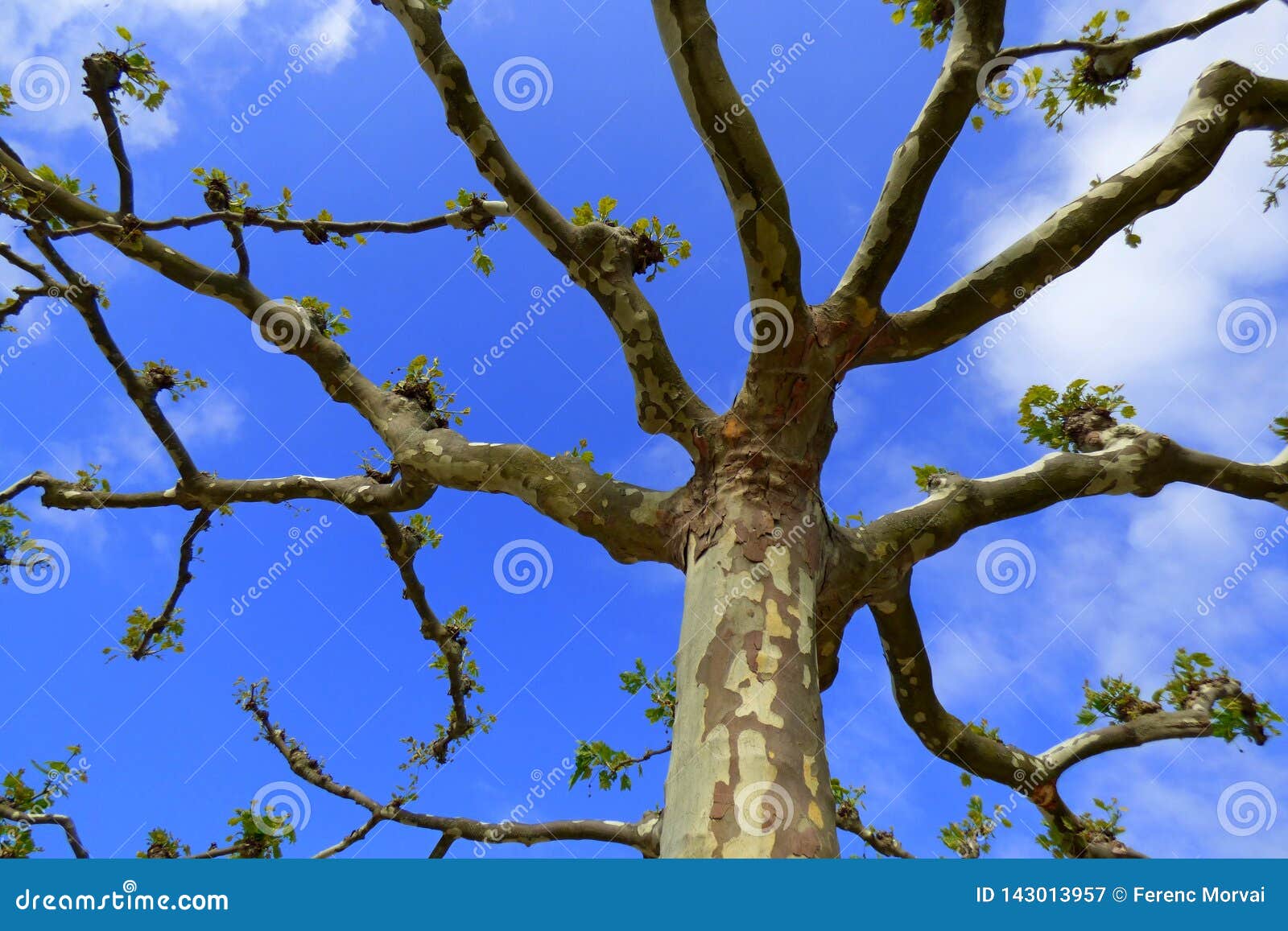 Pruned platan tree stock image. Image of blue, pruning - 143013957