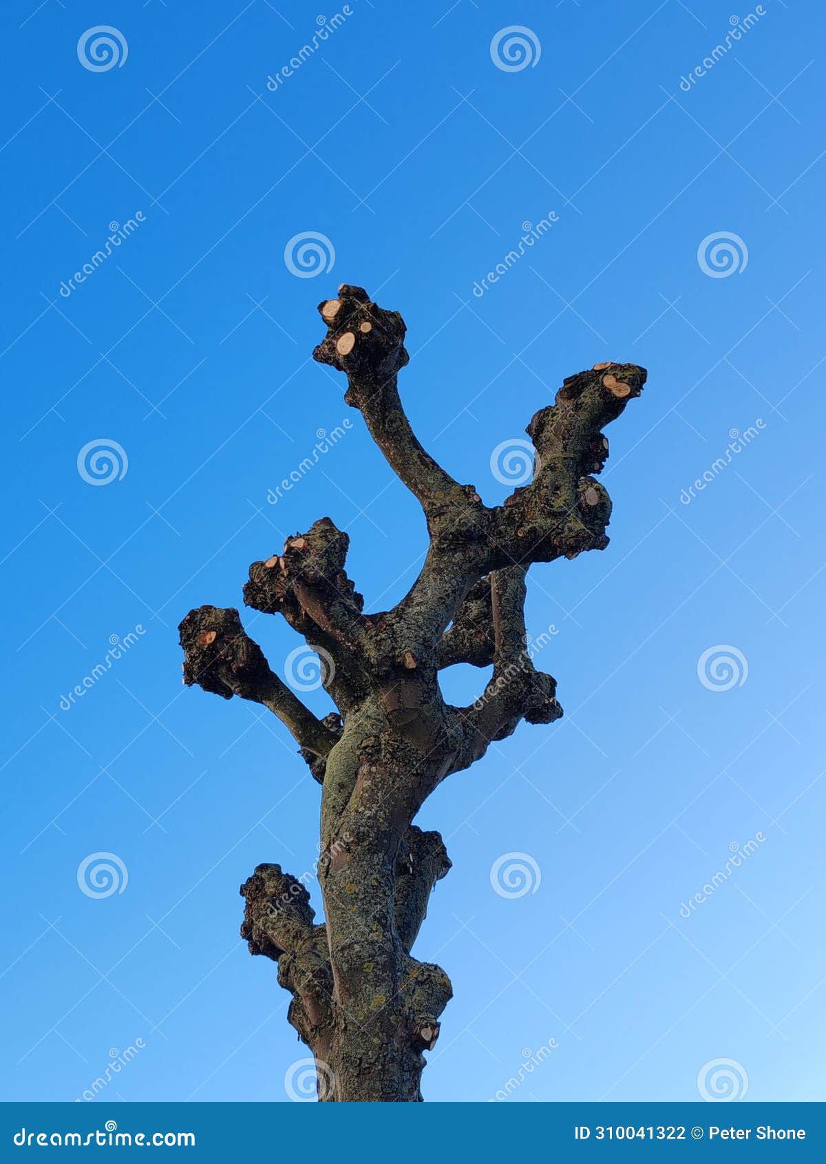 Pruned Pollarded Tree Plane Urban Stock Photo - Image of tree ...