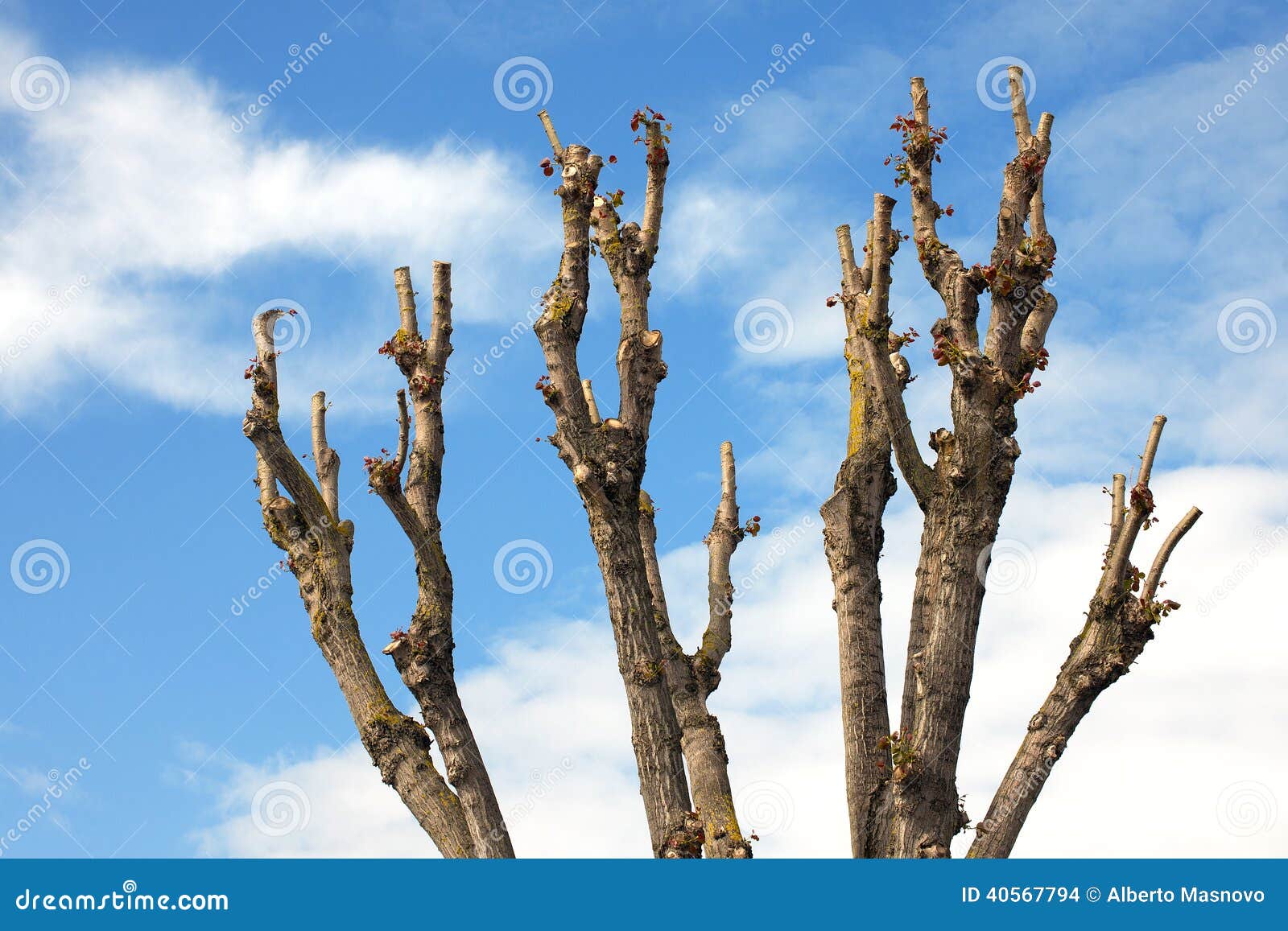Pruned Tree on a Blue Sky stock photo. Image of farmland - 40567794
