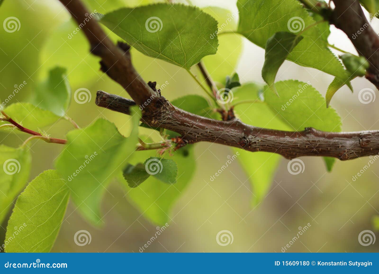 Pruned tree branch stock photo. Image of environment - 15609180