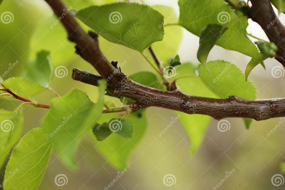 Pruned tree branch stock photo. Image of environment - 15609180