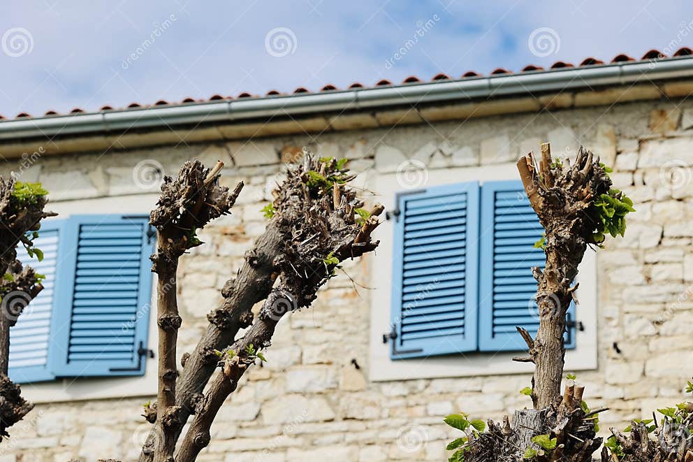 Pruned Tree Branches in Front of a Rustic Stone House Stock Image ...