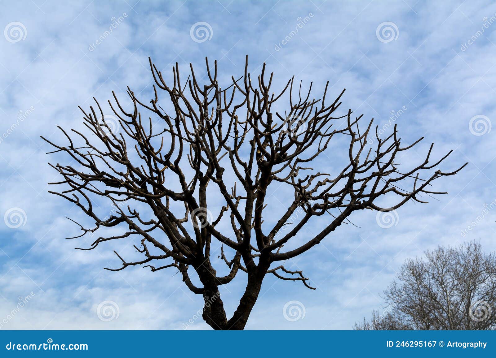 Pruned tree stock image. Image of bare, pattern, leafless - 246295167