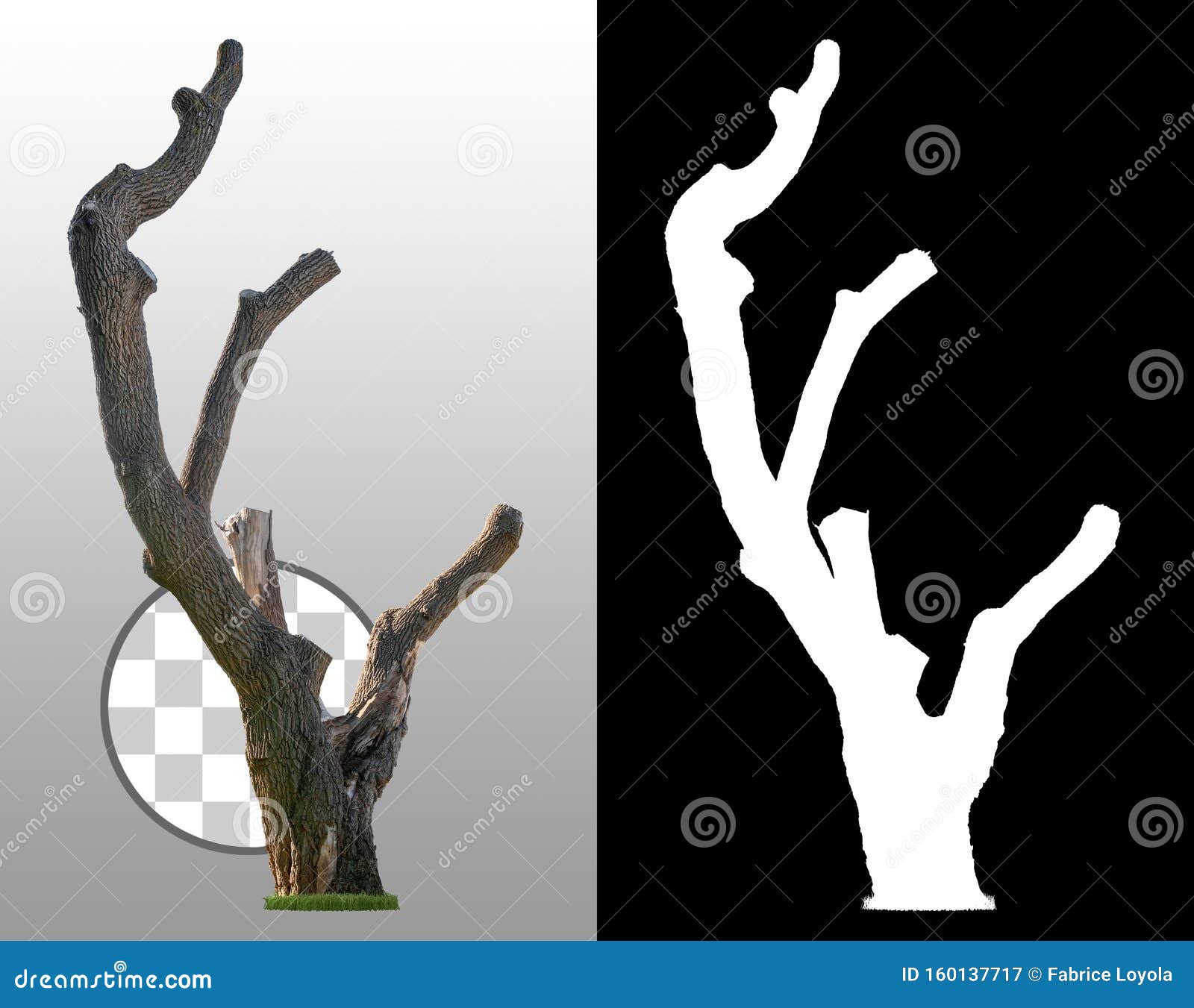 Pruned Tree Trunk without Branches Stock Image - Image of stump ...