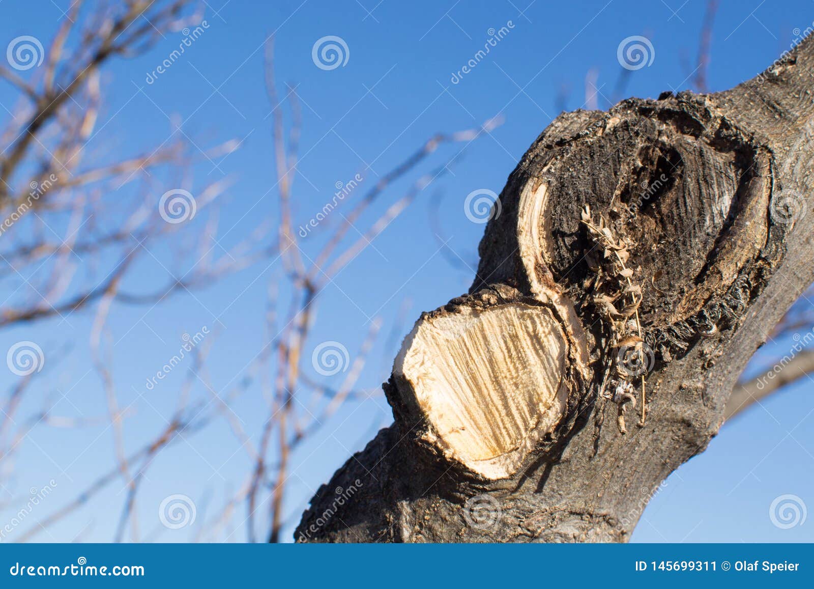 Pruned tree trunk stock image. Image of closeup, lush - 145699311