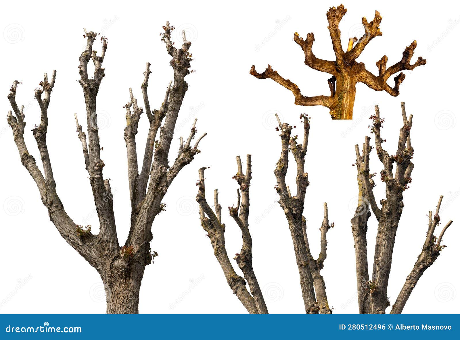 Pruned Trees Isolated on White Background Stock Photo - Image of ...