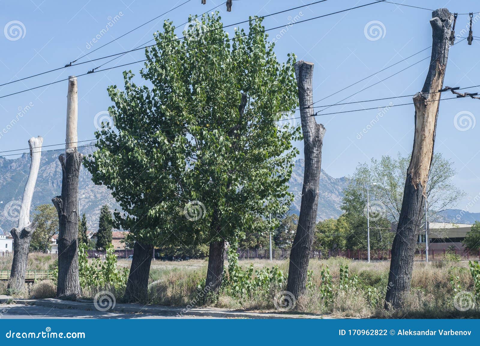 Pruned Trees and Leafing Tree Stock Photo - Image of europe, panorama ...