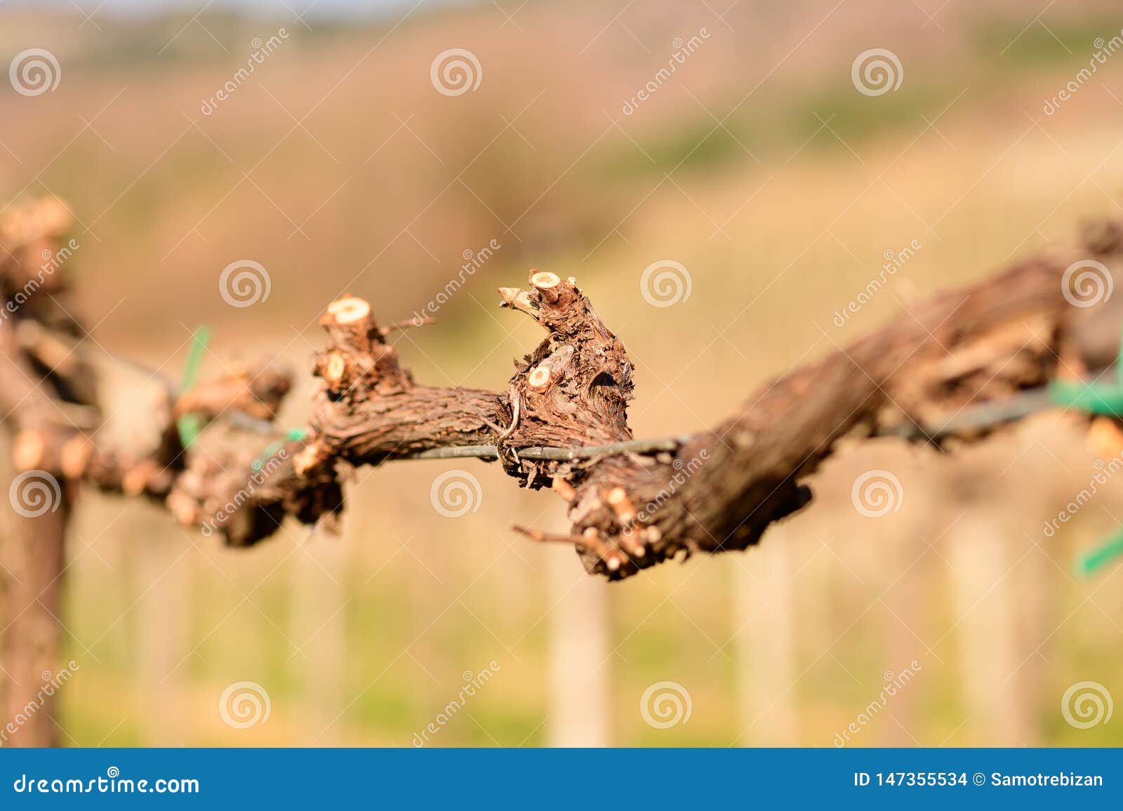 Pruned Vines in Early Spring in Vineyard Stock Photo - Image of village ...