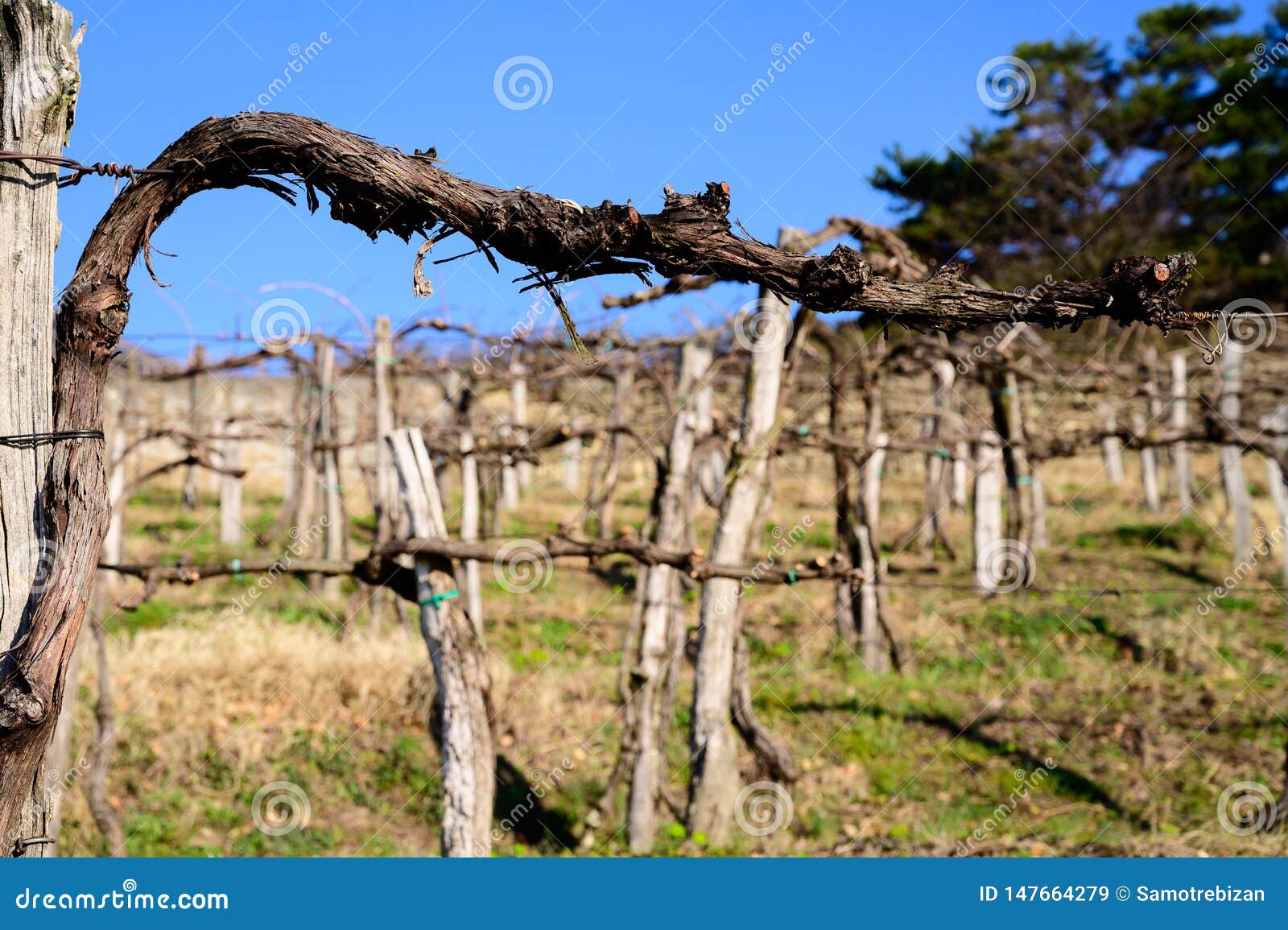 Pruned Vines in Early Spring in Vineyard Stock Image - Image of pruned ...