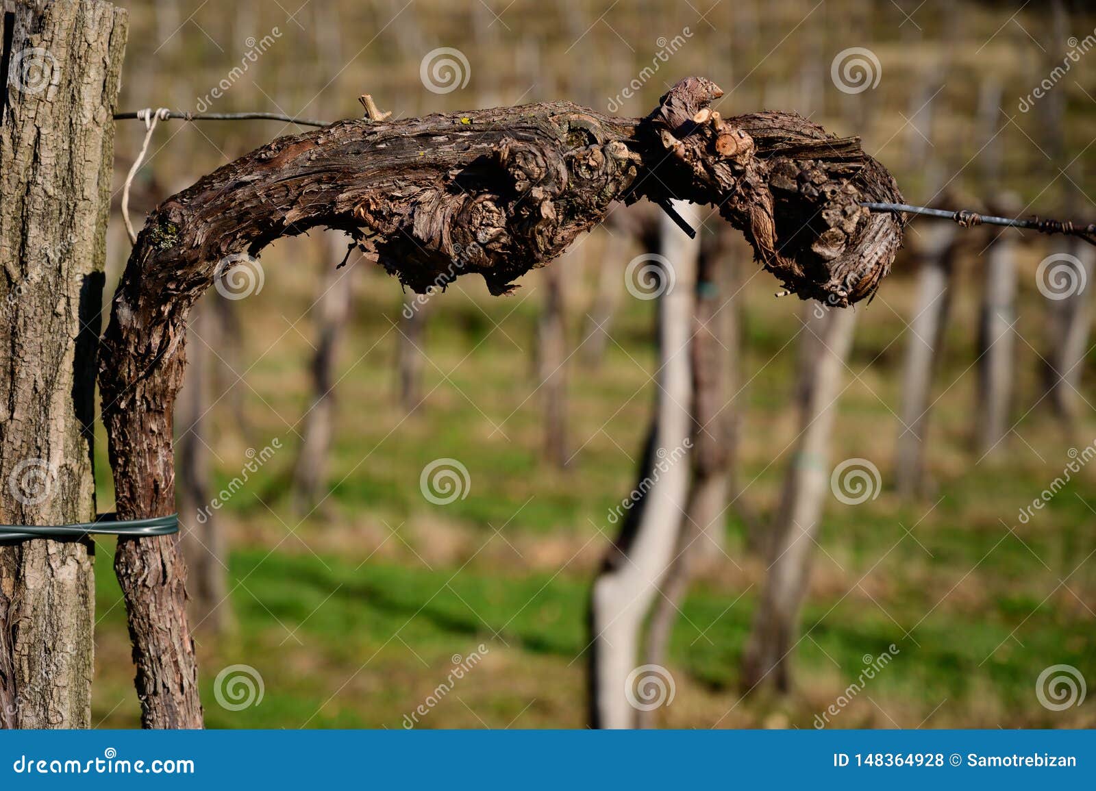 Pruned Vines in Early Spring in Vineyard Stock Photo - Image of blurred ...
