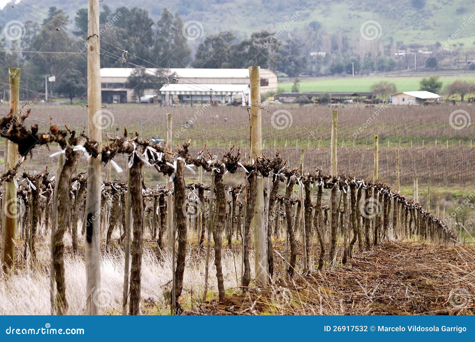 Pruned vineyards stock photo. Image of agriculture, vineyard - 26917532