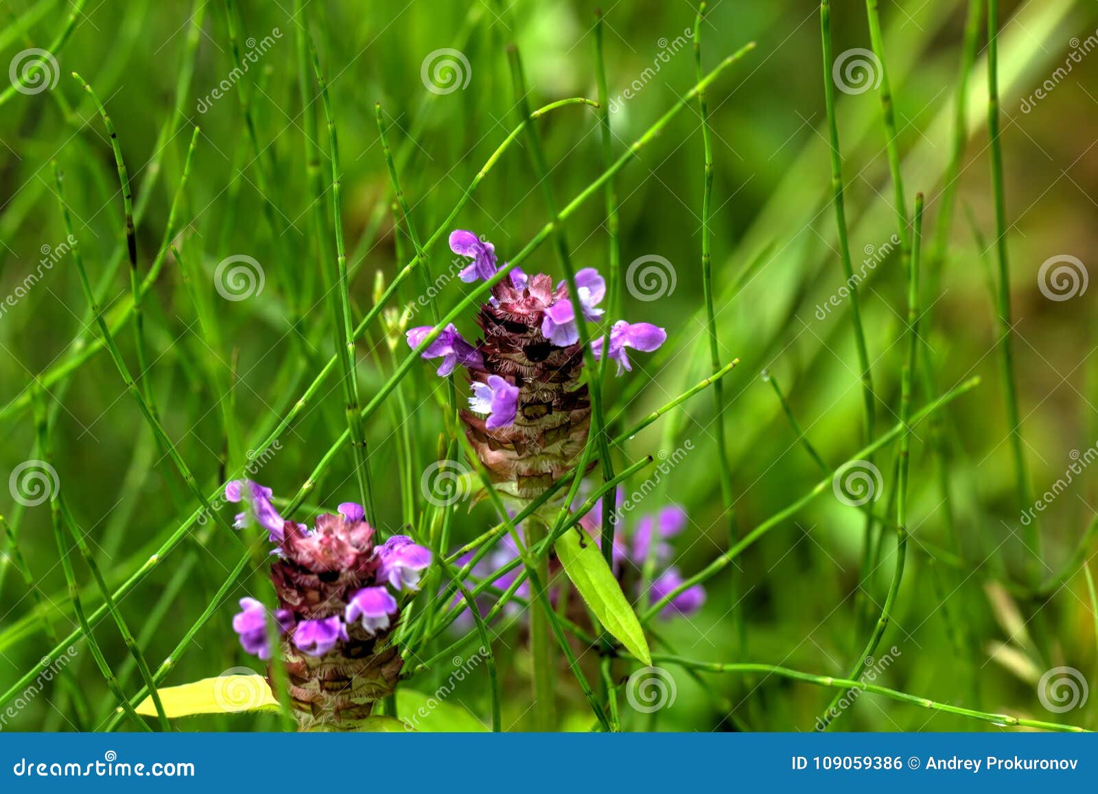 Prunella. Field flower. stock photo. Image of common - 109059386