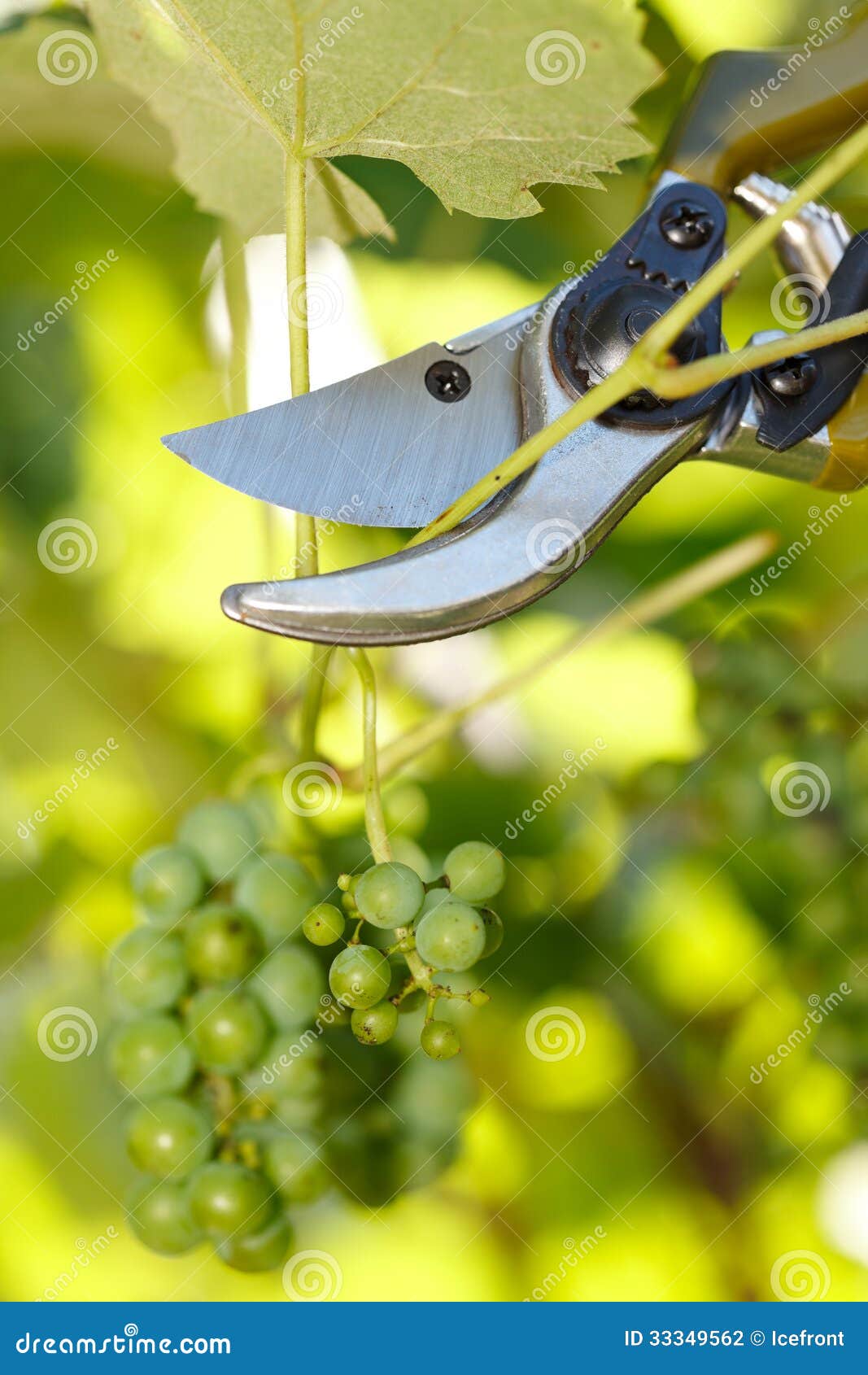 Grape Tree Branch